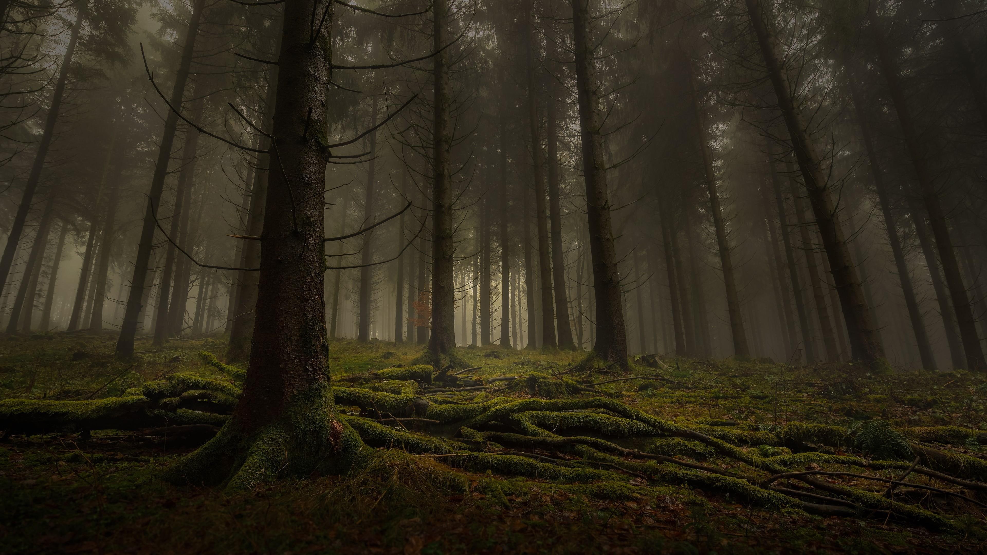 «MOSSY ROOTS» HD wallpapers