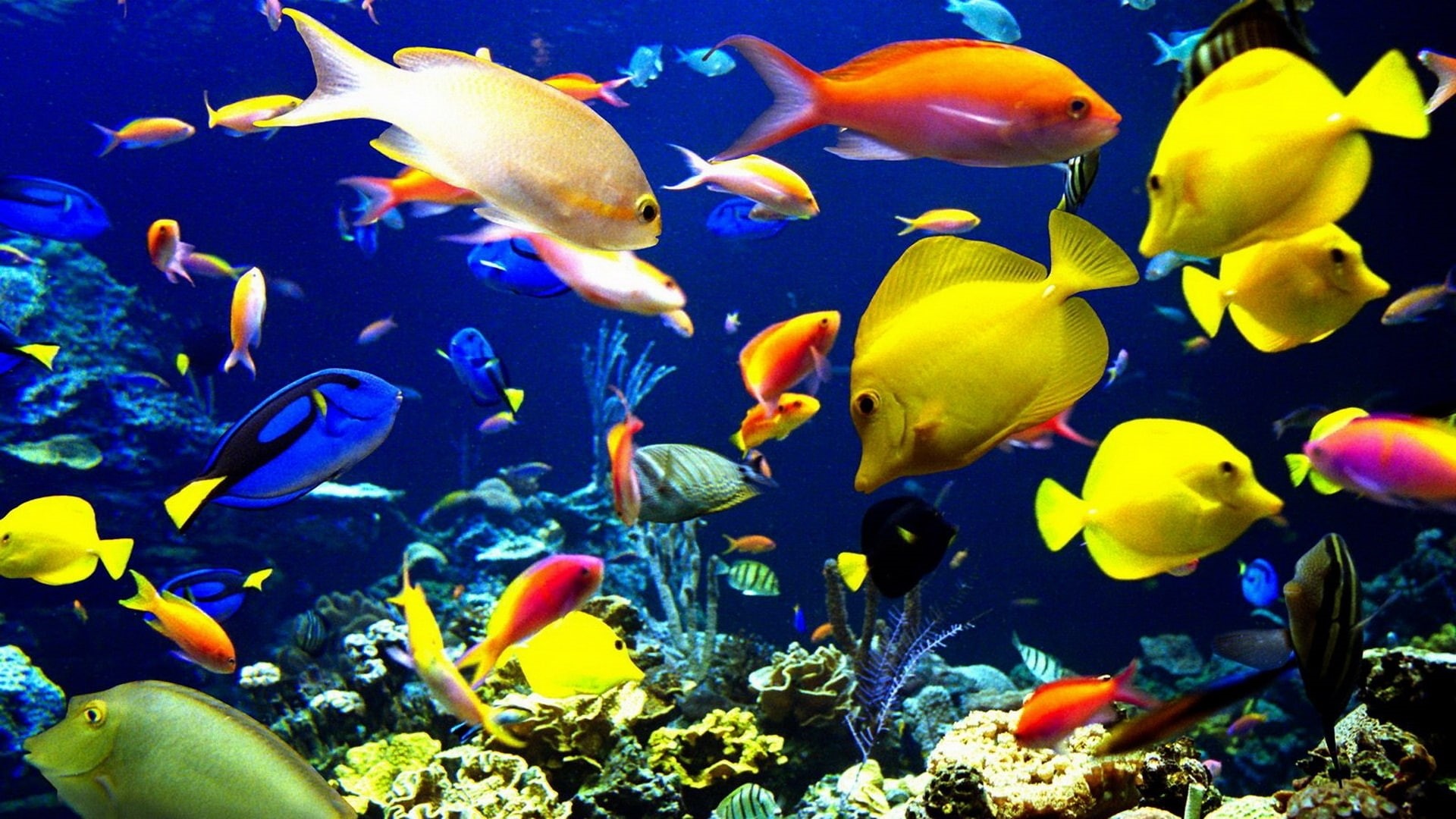 reef, underwater, sealife, nature, color, animals, ocean, assorted, sea ...