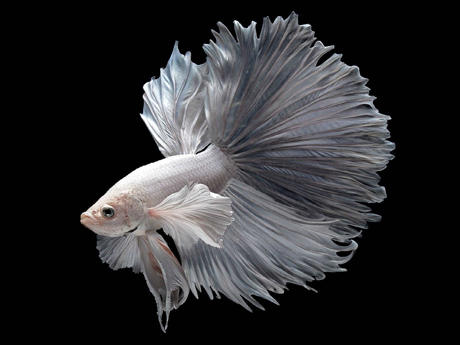 Siamese, 720P, betta, underwater, fish, tropical, Fighting, psychedelic ...