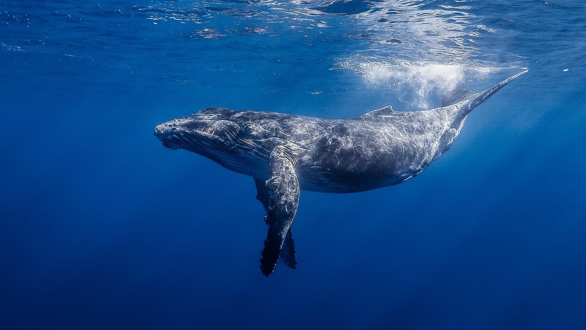 Marine, Fauna, Humpback Whale, Blue Water, Water, Mammal, Wildlife, Sea ...