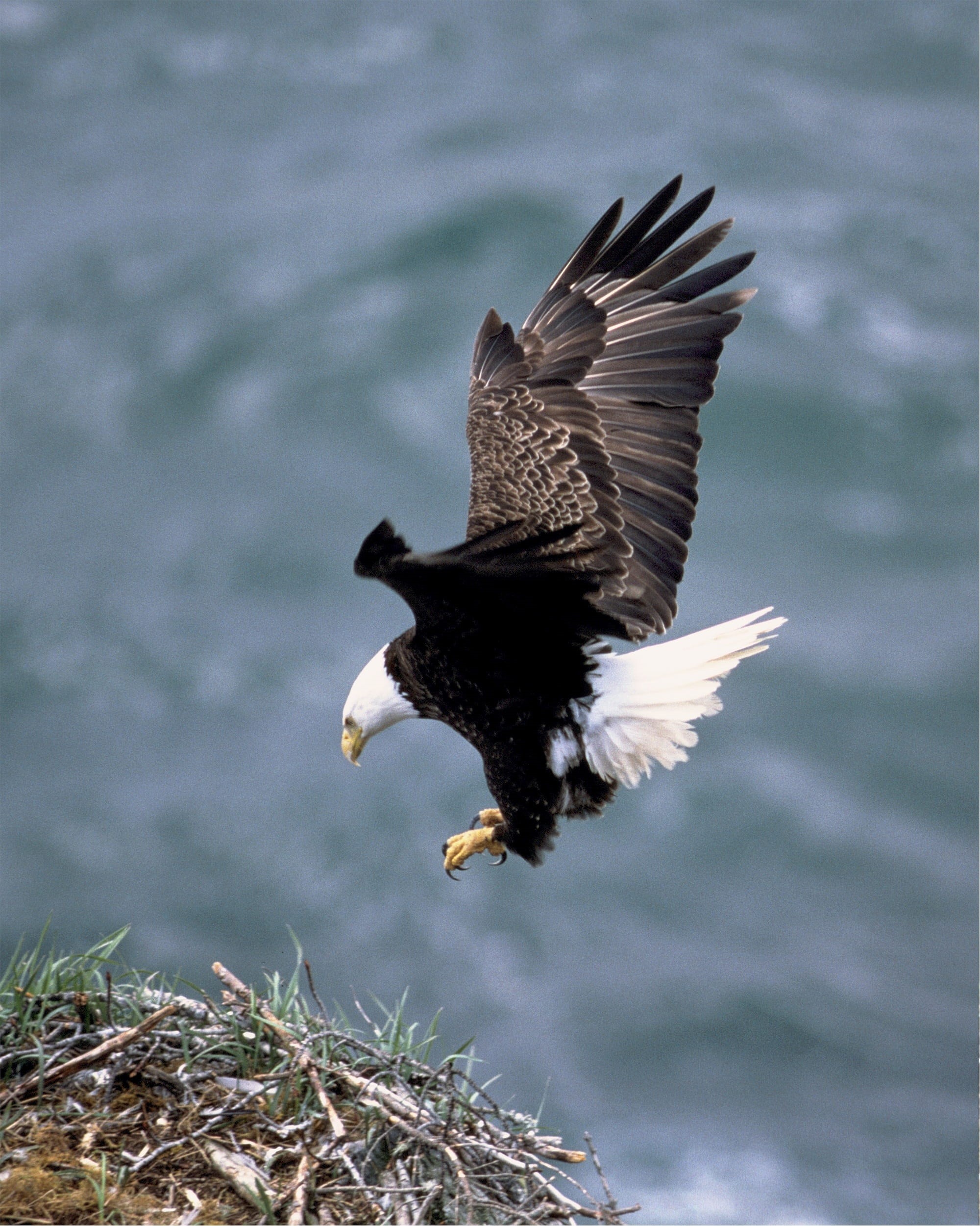 motion, focus on foreground, nest, usfws, mid-air, haliaeetus ...