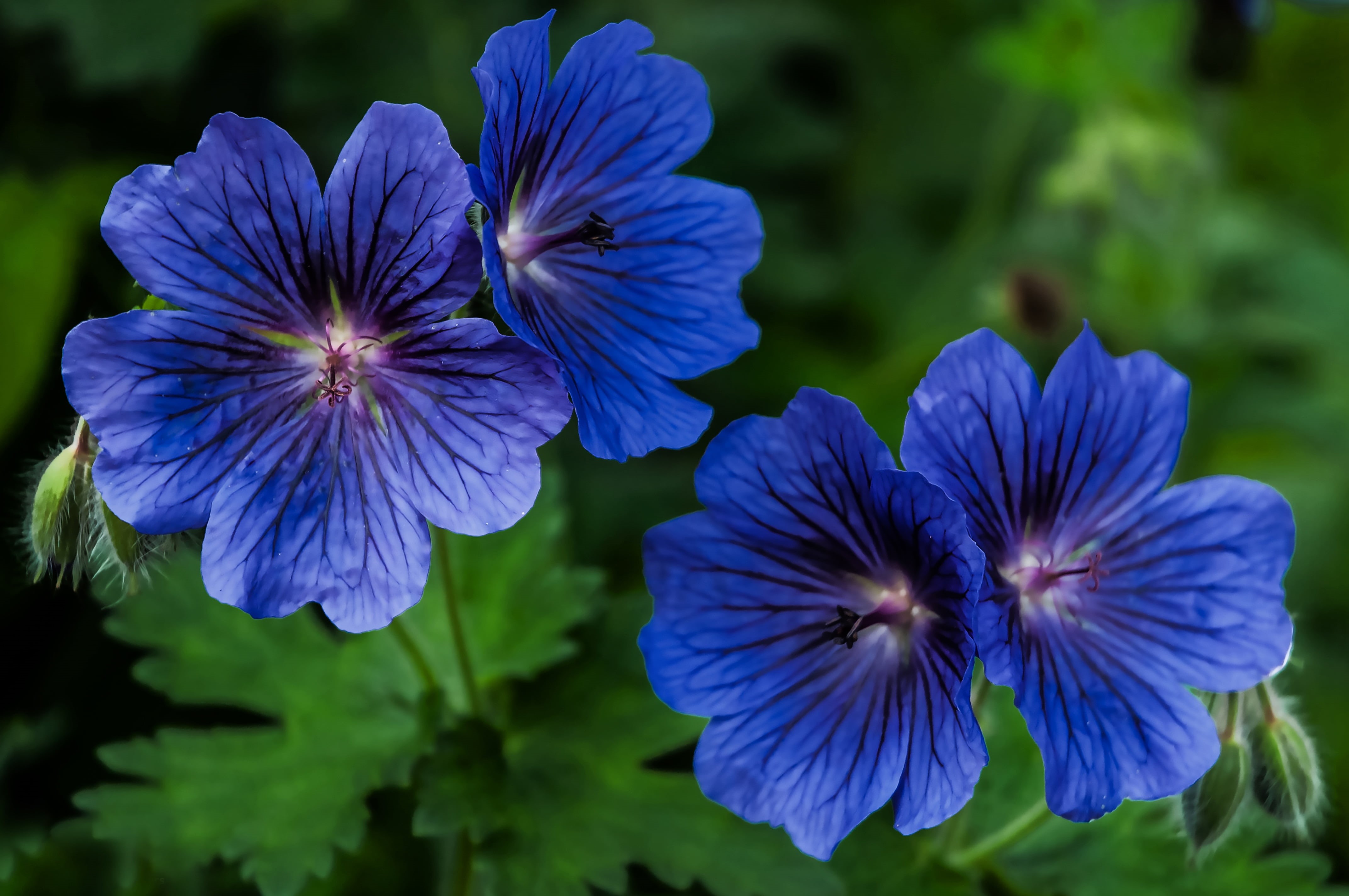 «geranium» HD Wallpapers