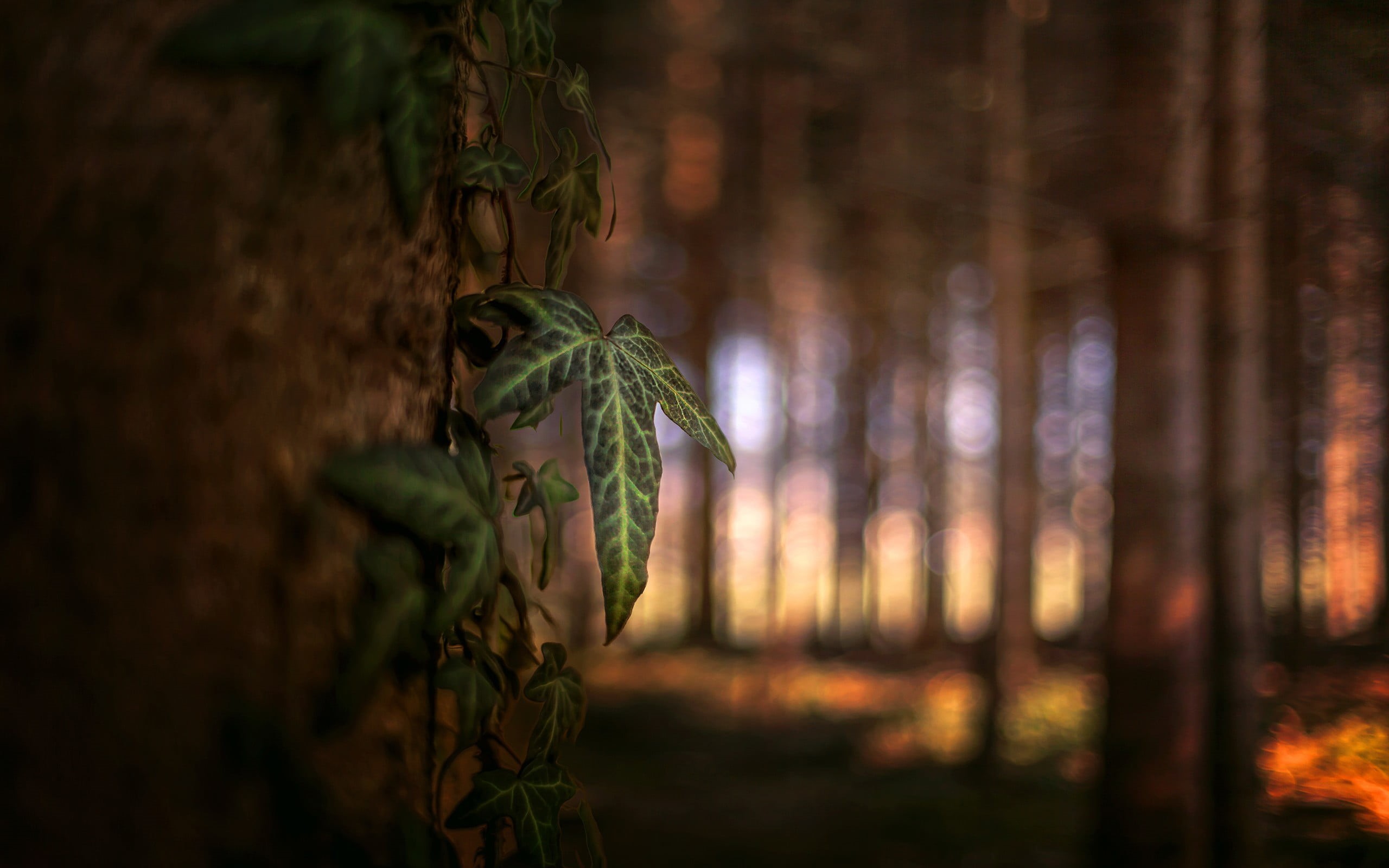 «vine leaves» HD Wallpapers