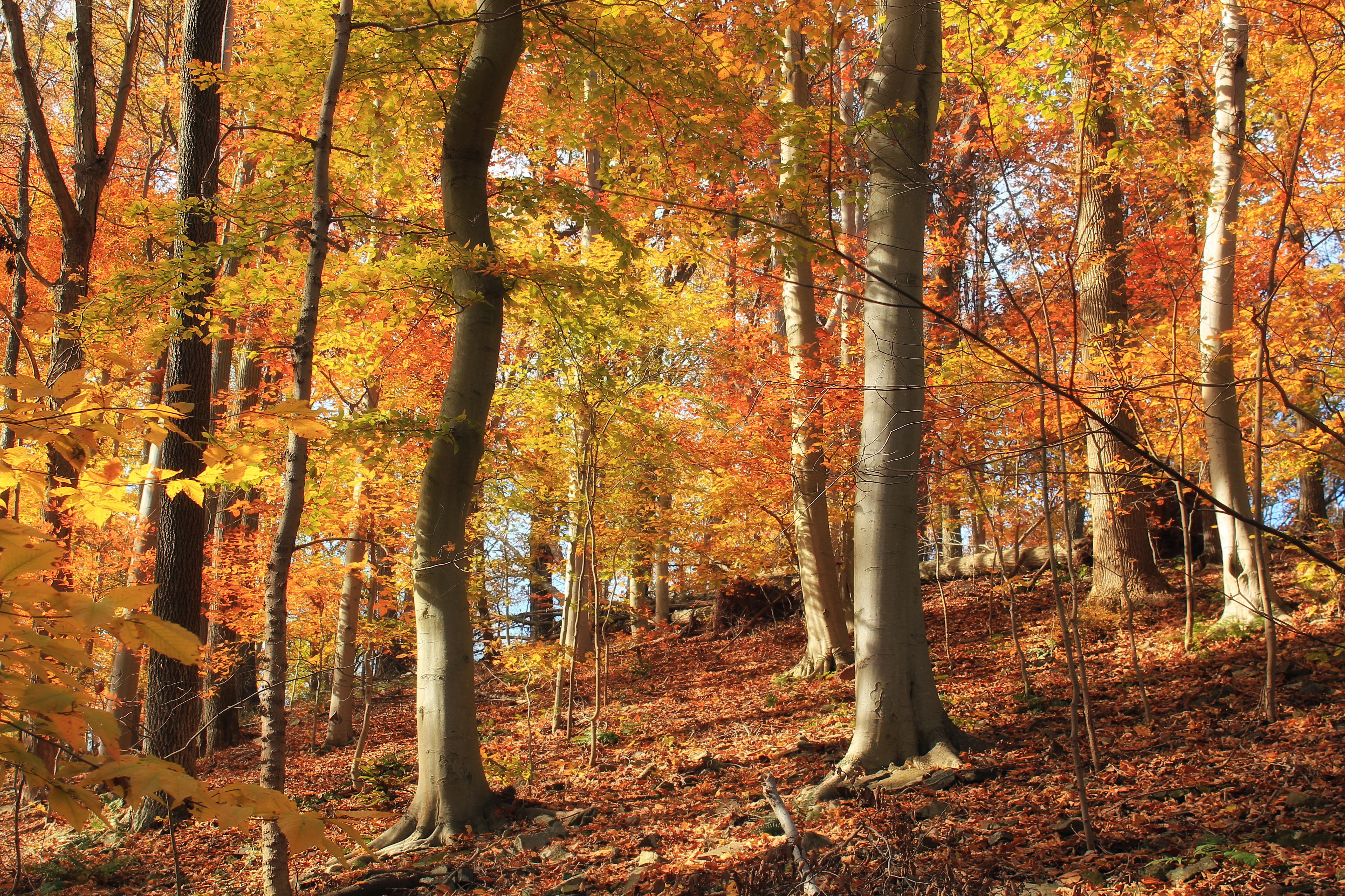 yellow, landscape, october, understory, scenics, red, David R. Johnson ...