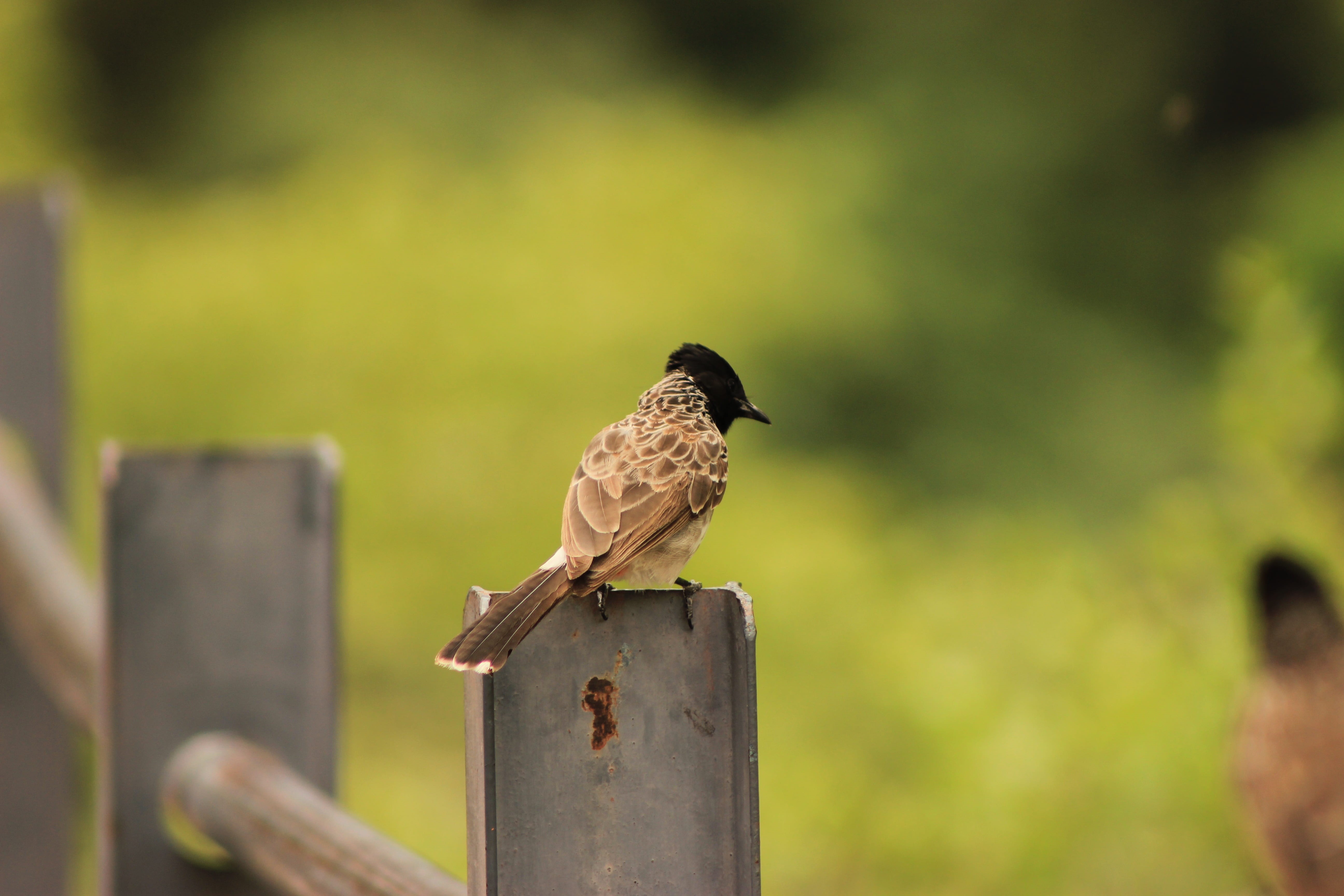 wood - material, post, nature, wild, wooden post, silhouette, animal ...