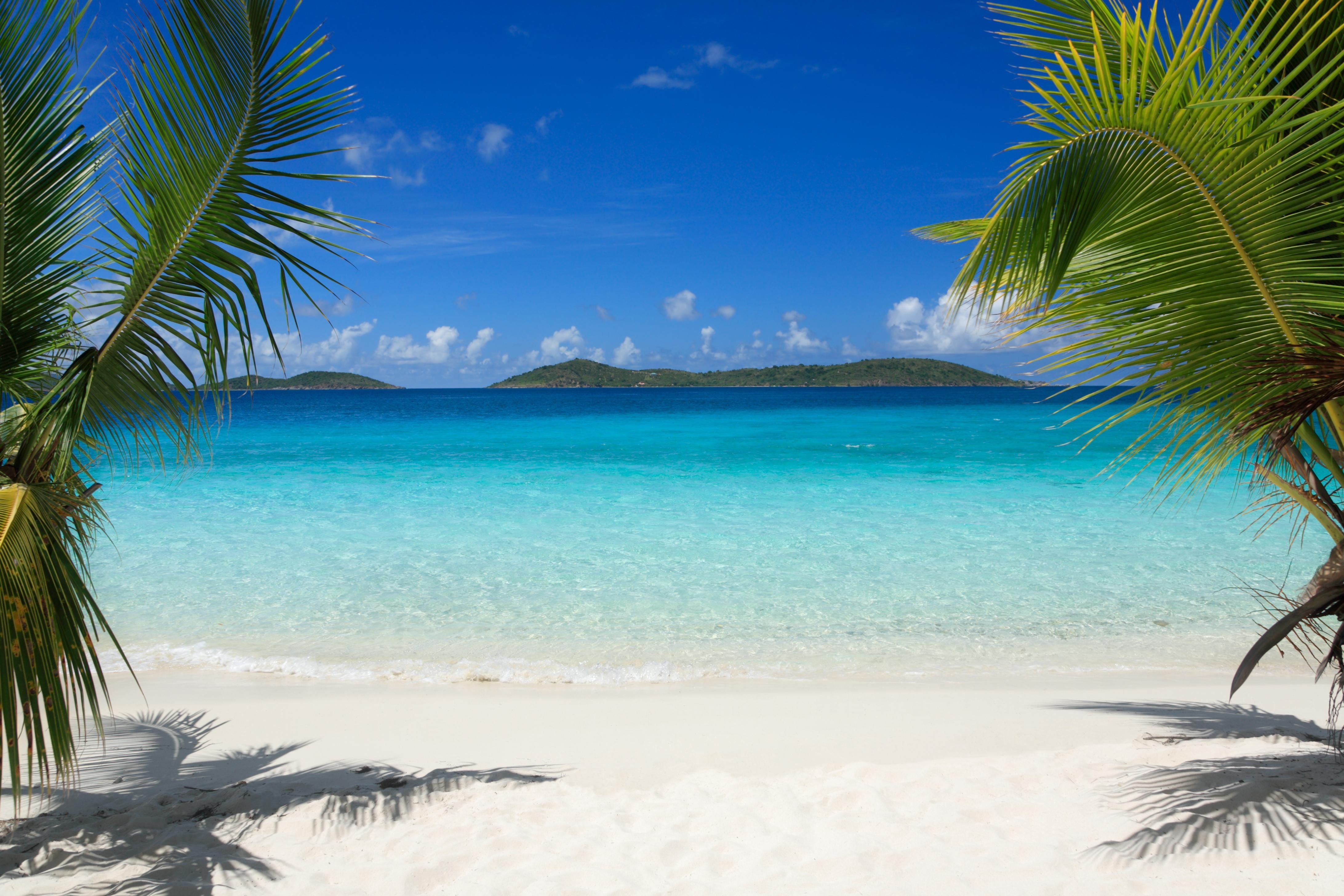sand, beach, palm trees, tropics, 4K, trees, palm HD Wallpaper