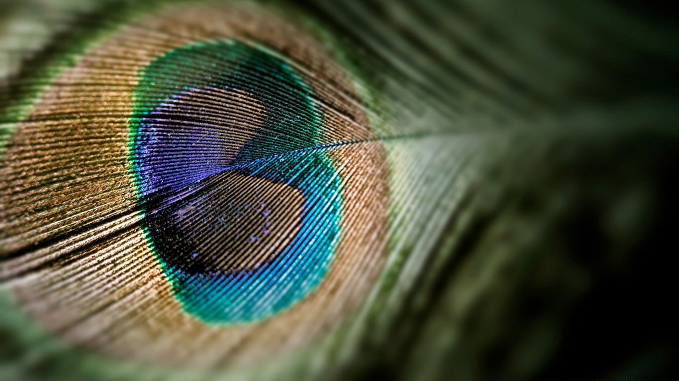 Wallpaper ID: 637408 / peacocks, fragility, green color, peacock ...