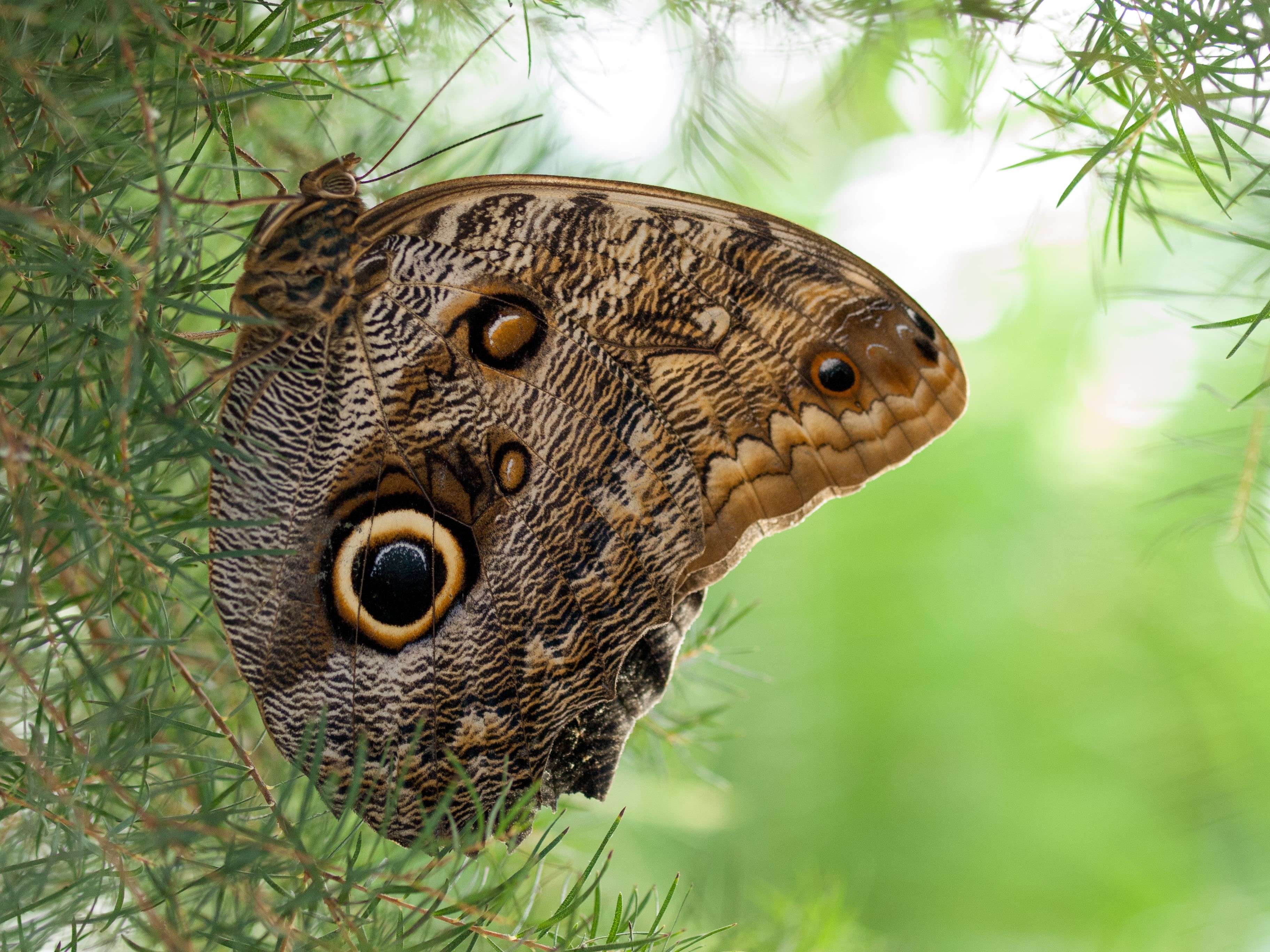 event, insect, leaves, green, trip, Olympus E-3, Zuiko Digital, animal ...