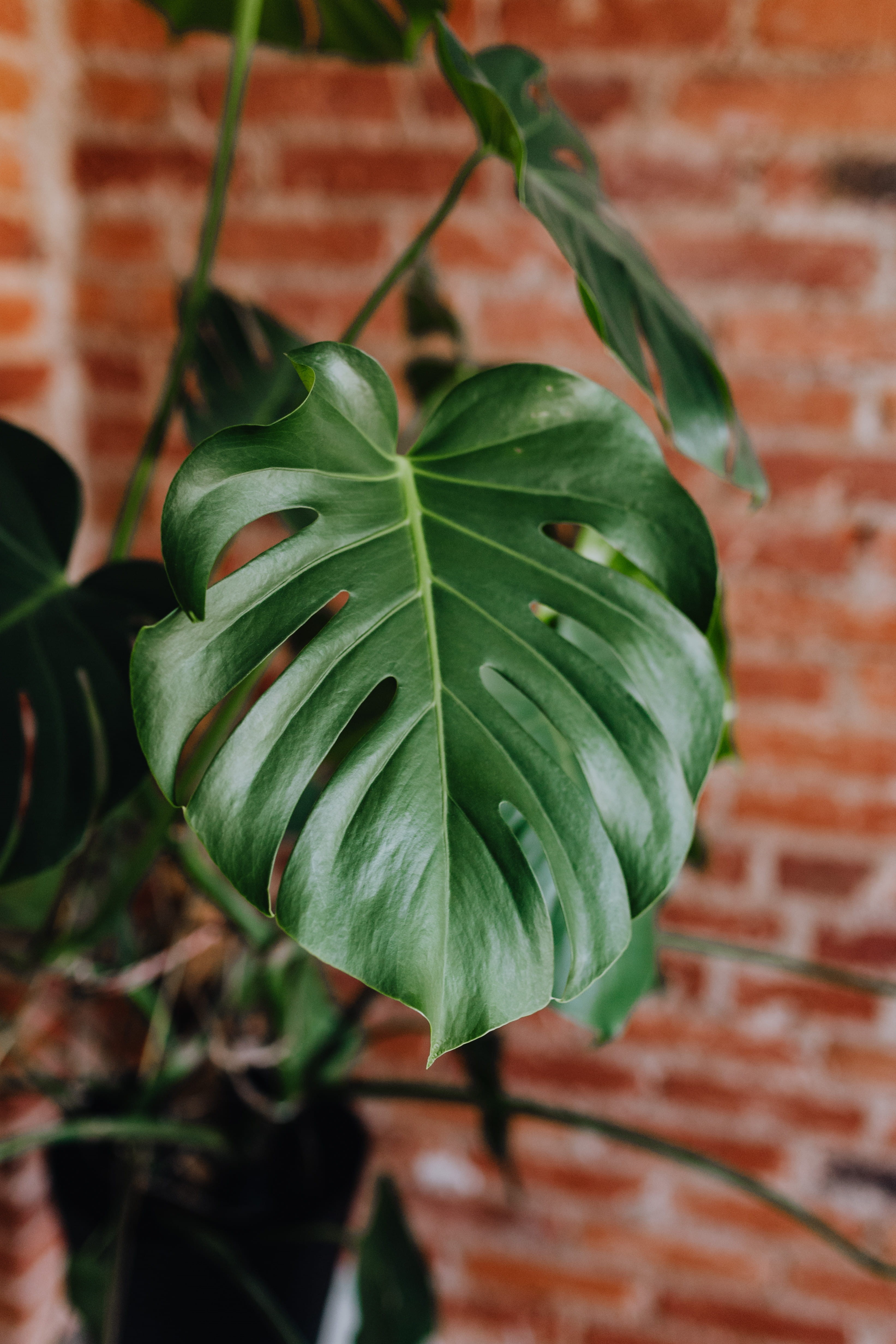 plant part, selective focus, close-up, beauty in nature, green, growing ...