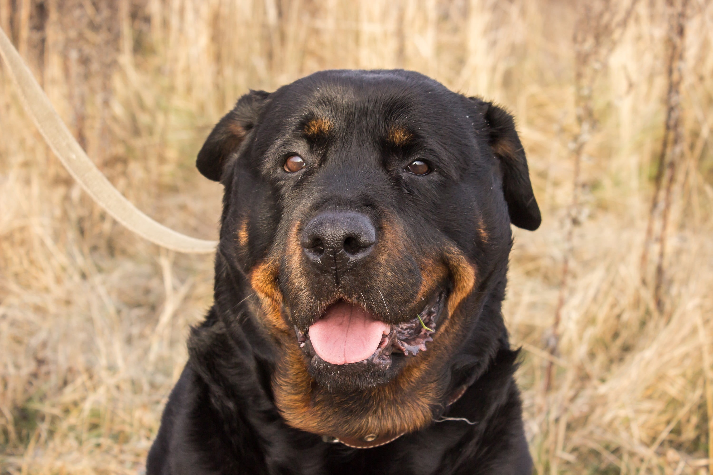 «purebred dog» HD Wallpapers