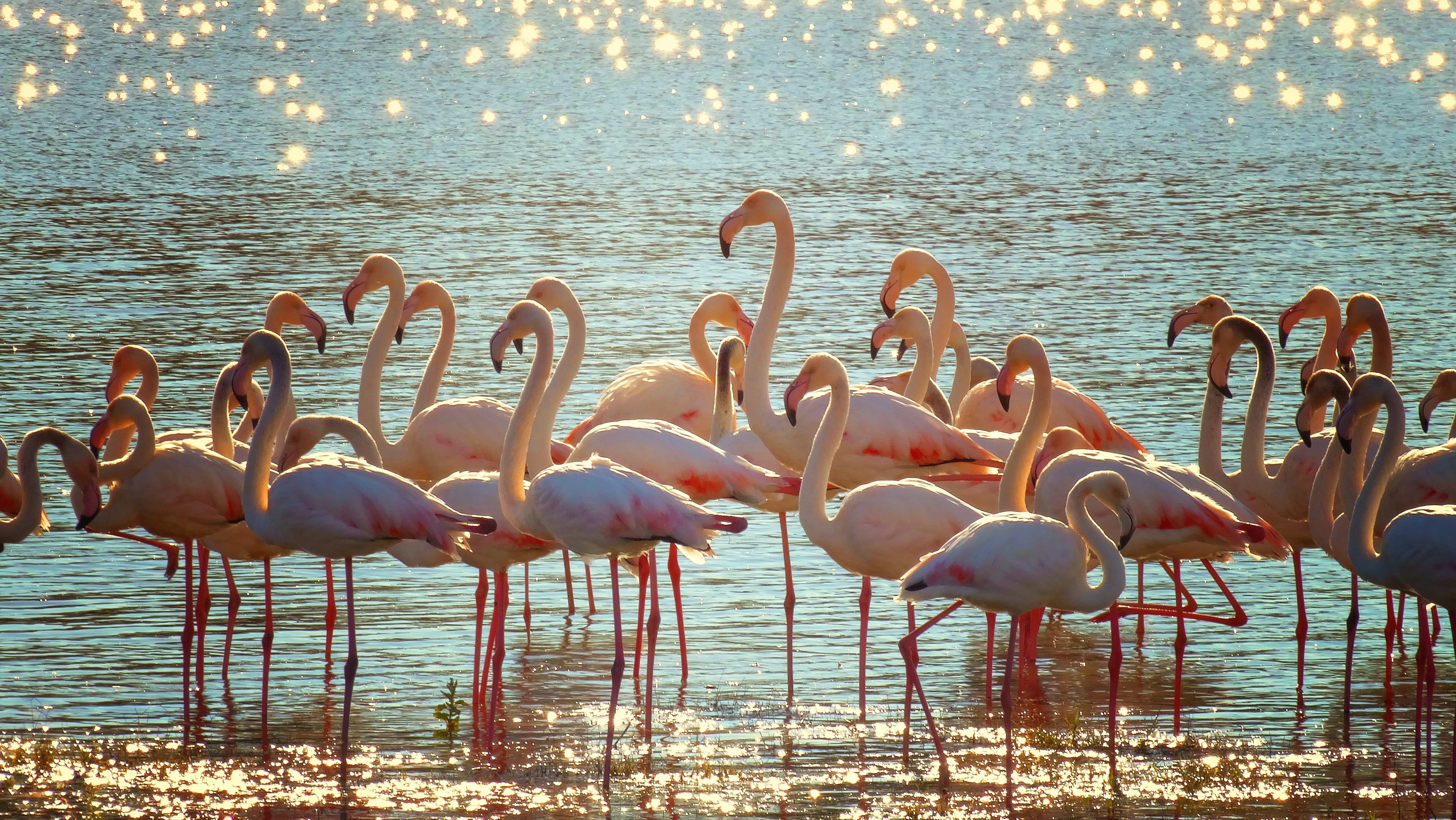 Flamingo Wallpaper South Africa