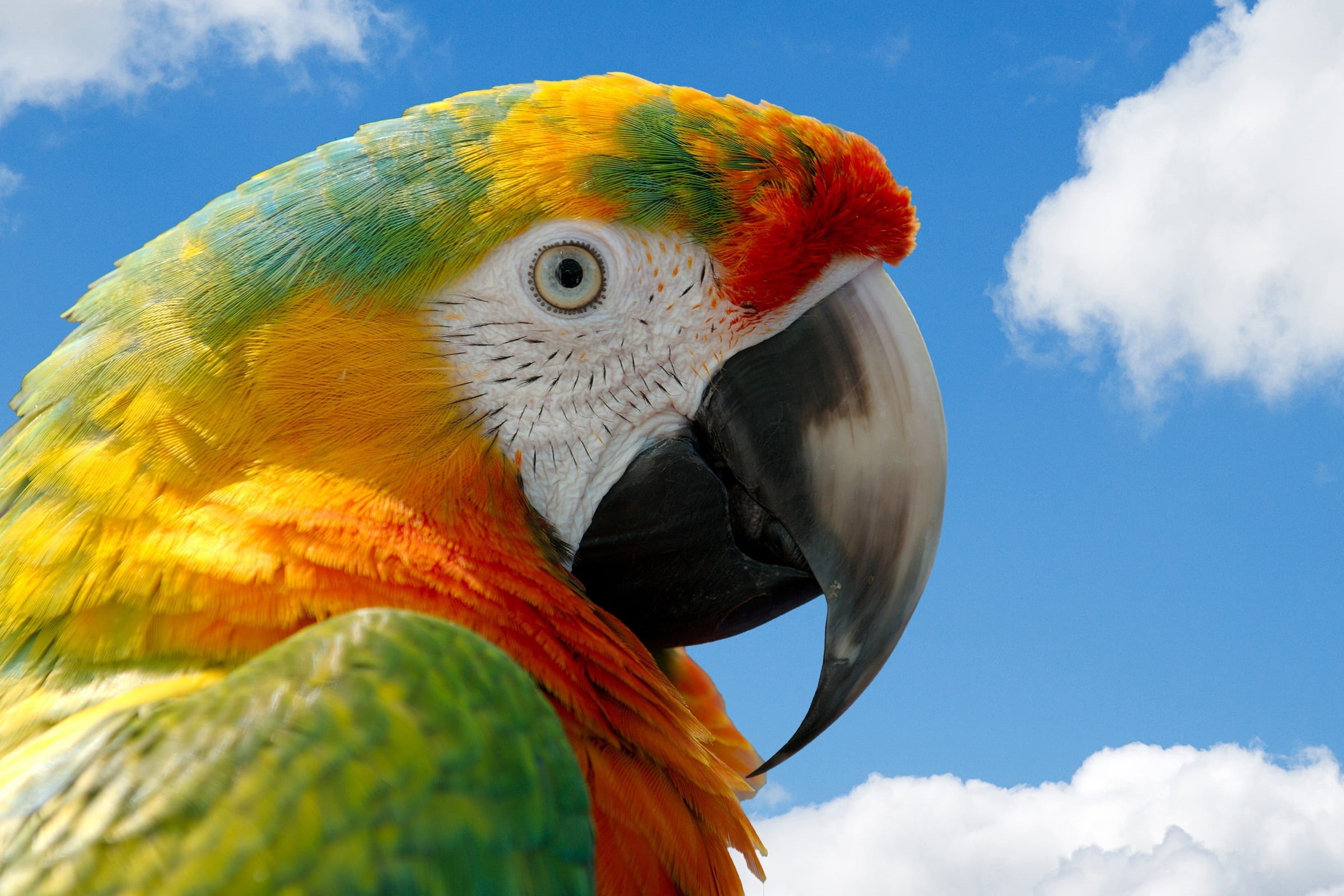 animal themes, 1080P, multicolored, animal, blue, clouds, beak ...
