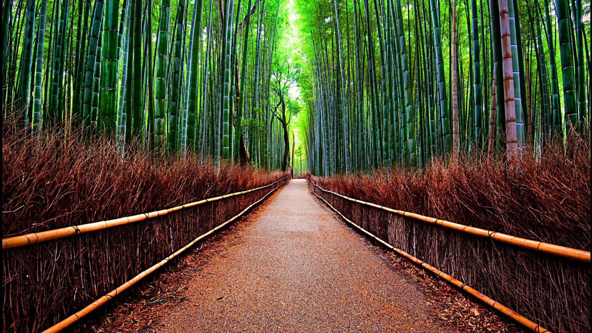 bamboo, growth, kyoto, forest, day, tranquil scene, straight, land ...