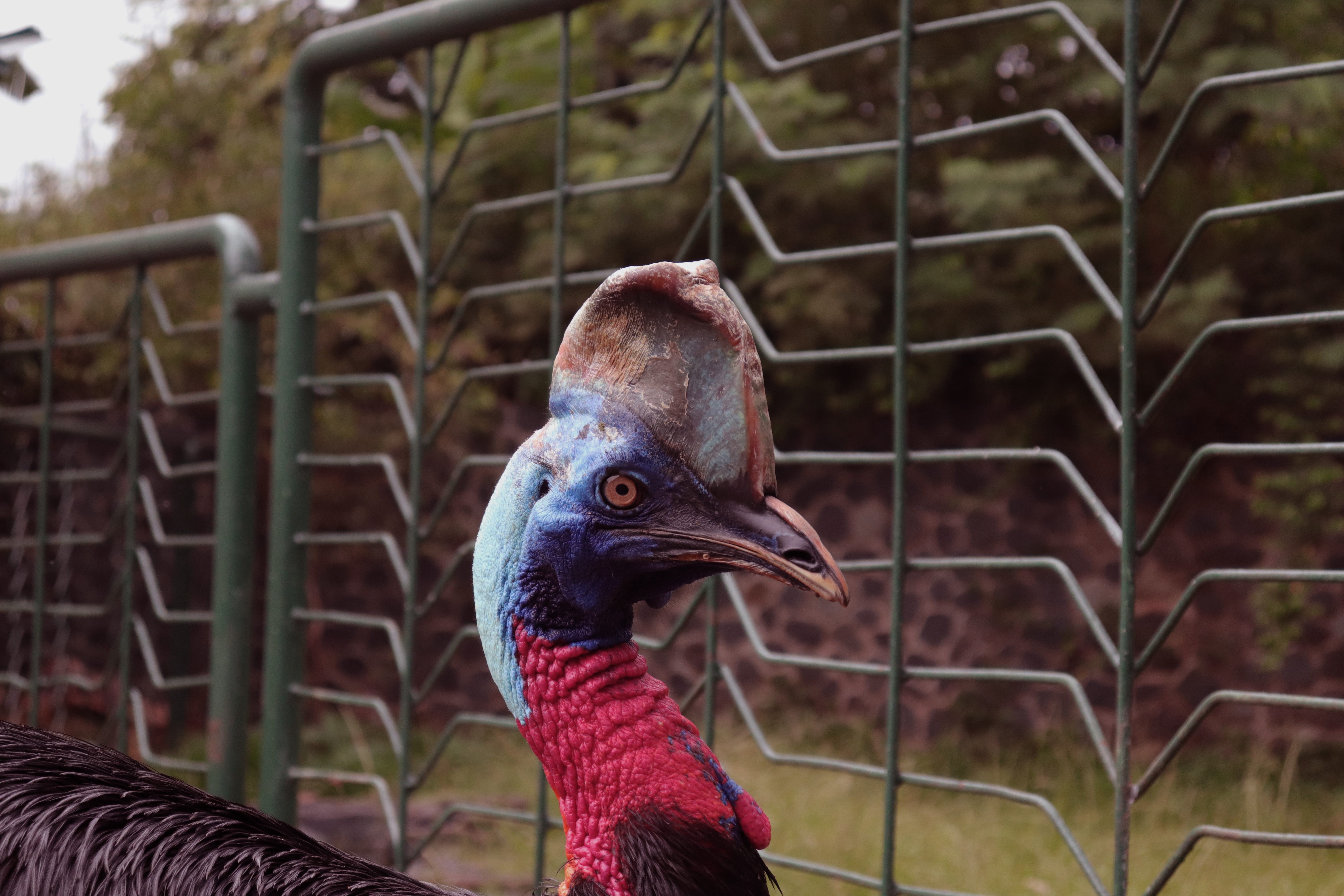 «CASUARIIDAE» HD wallpapers