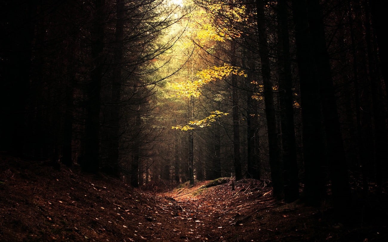color Image, light - Natural Phenomenon, tree, idyllic, leaf ...