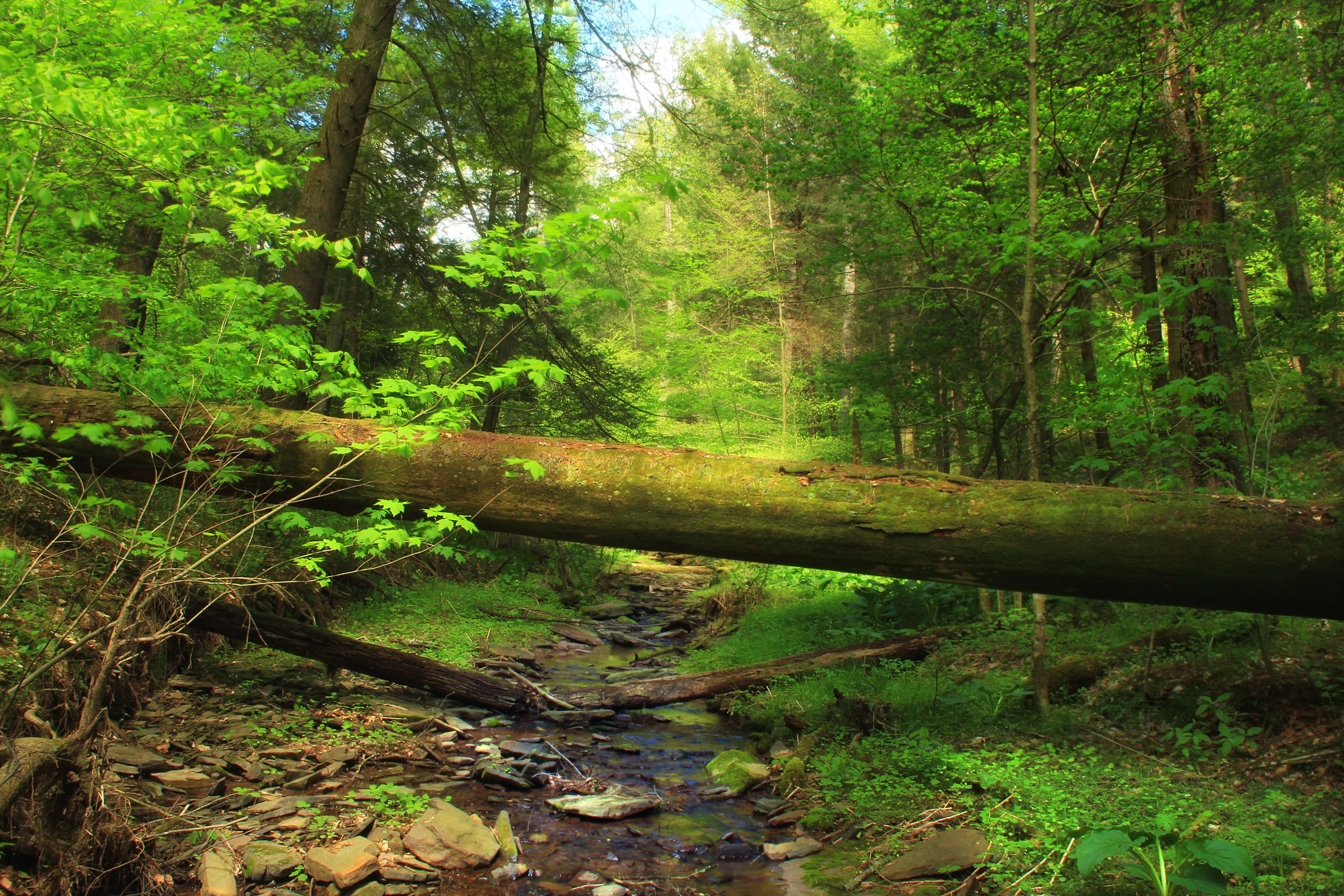 «COLUMBIA COUNTY» HD wallpapers