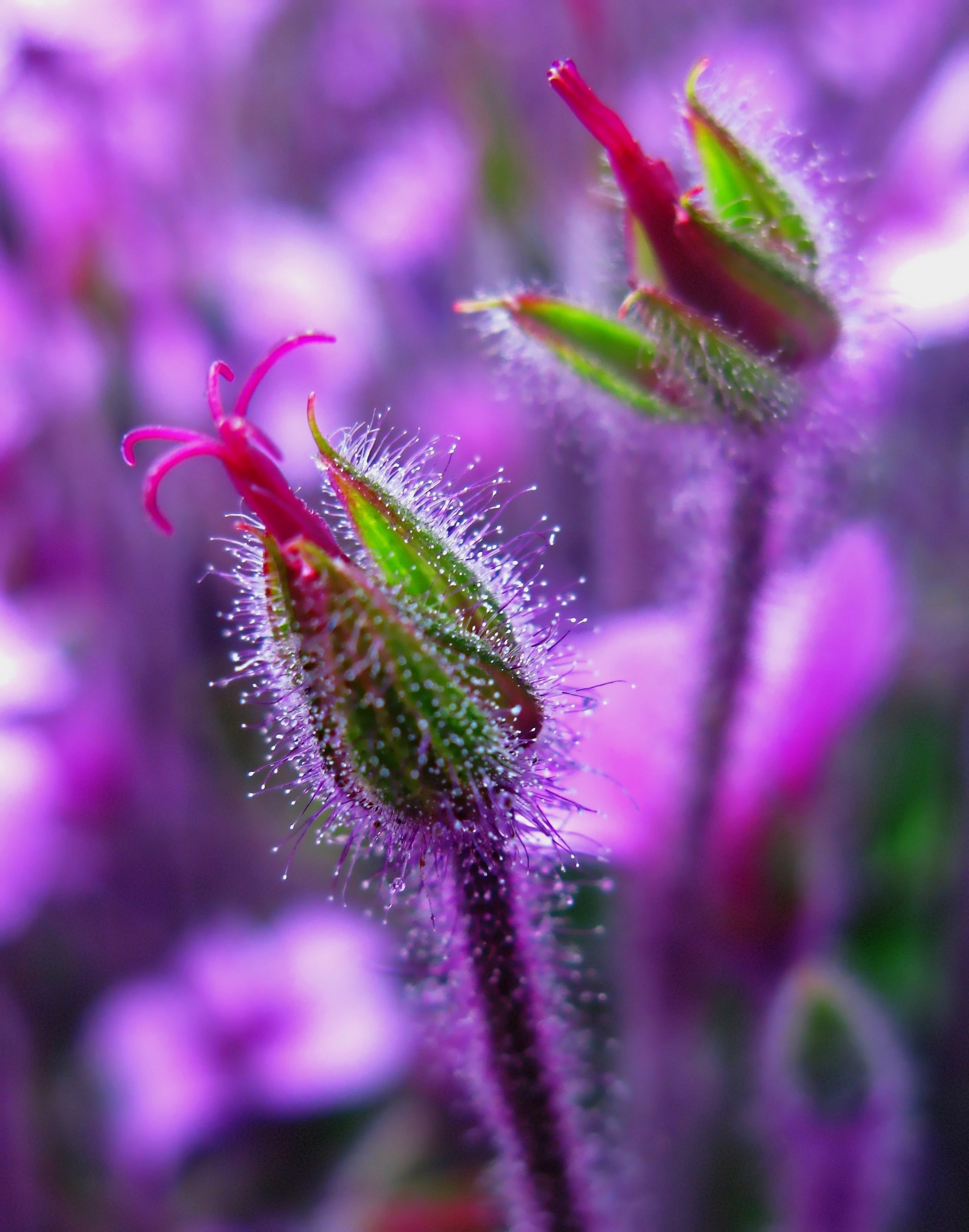 «micro focus» HD Wallpapers