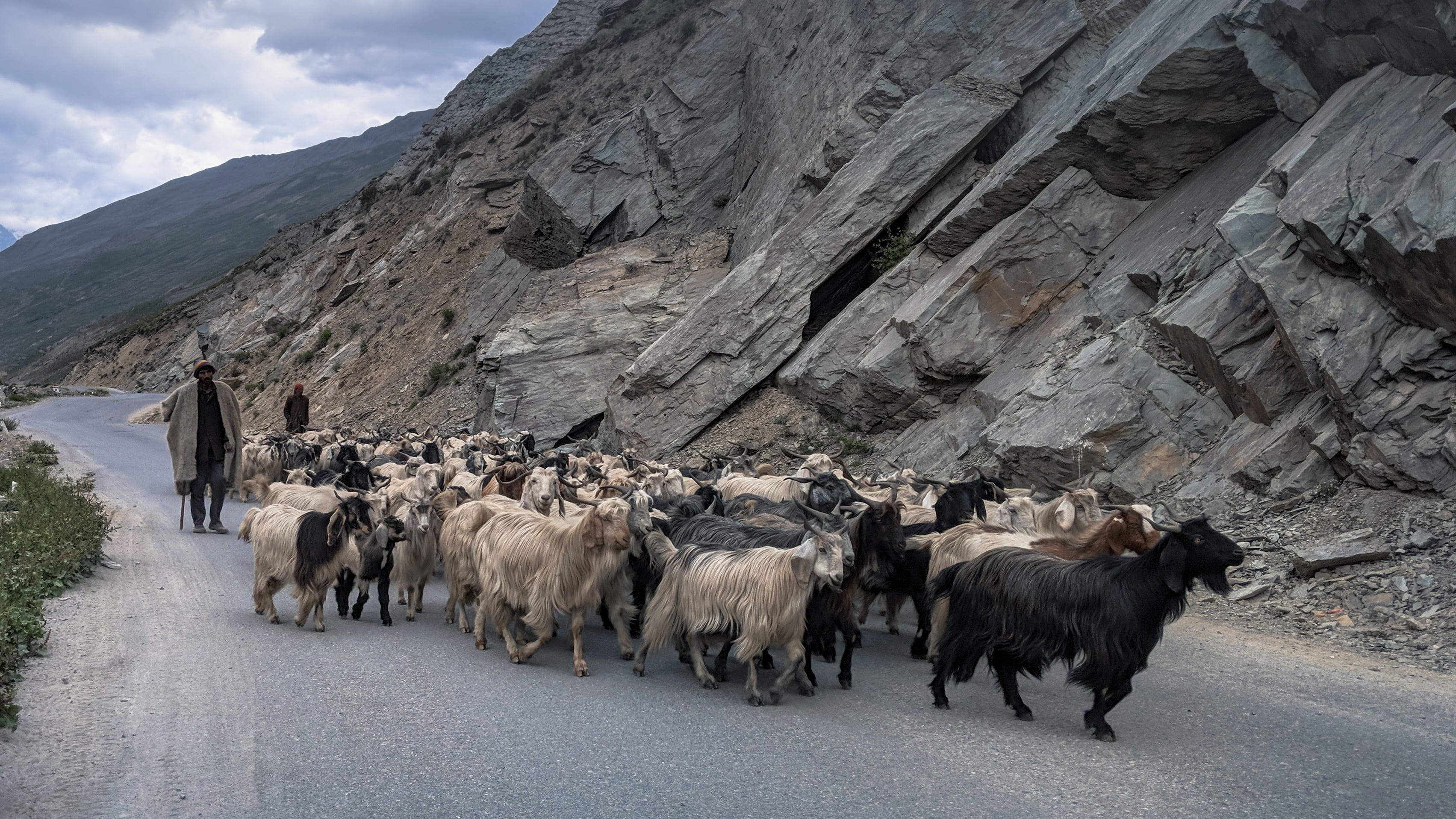 Lifestock, Animal, Portrait, Formation, Scenics - Nature, Day, Group Of ...