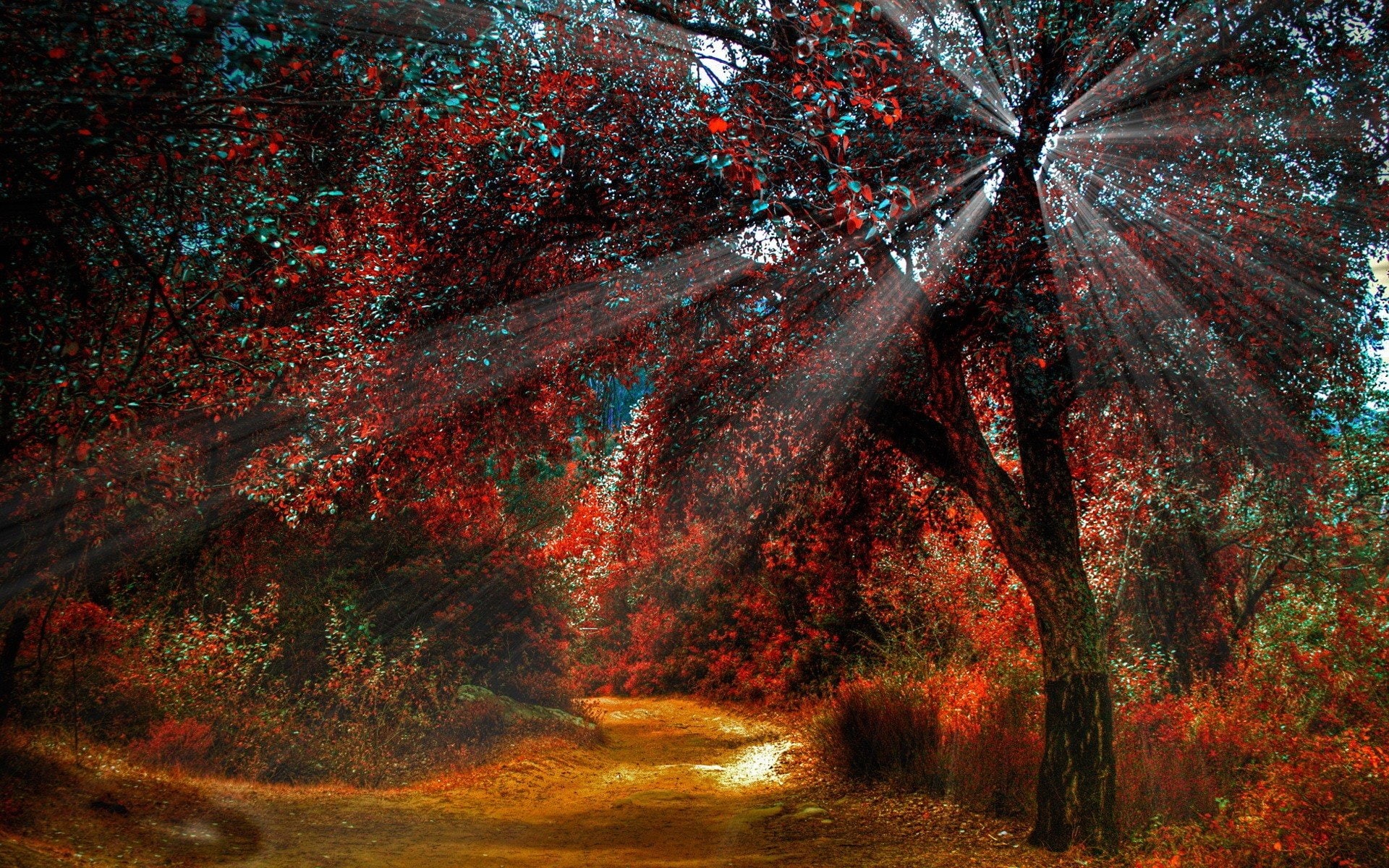 arboles, bosque, 1080P, naturaleza HD Wallpaper