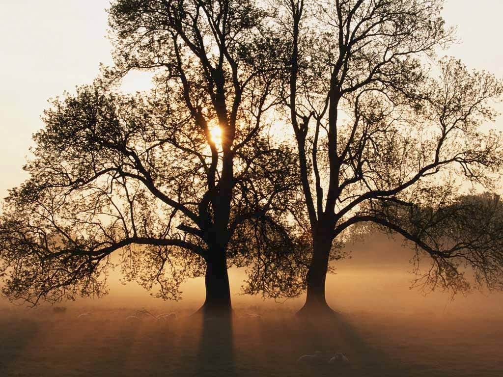 «natureza» HD Wallpapers