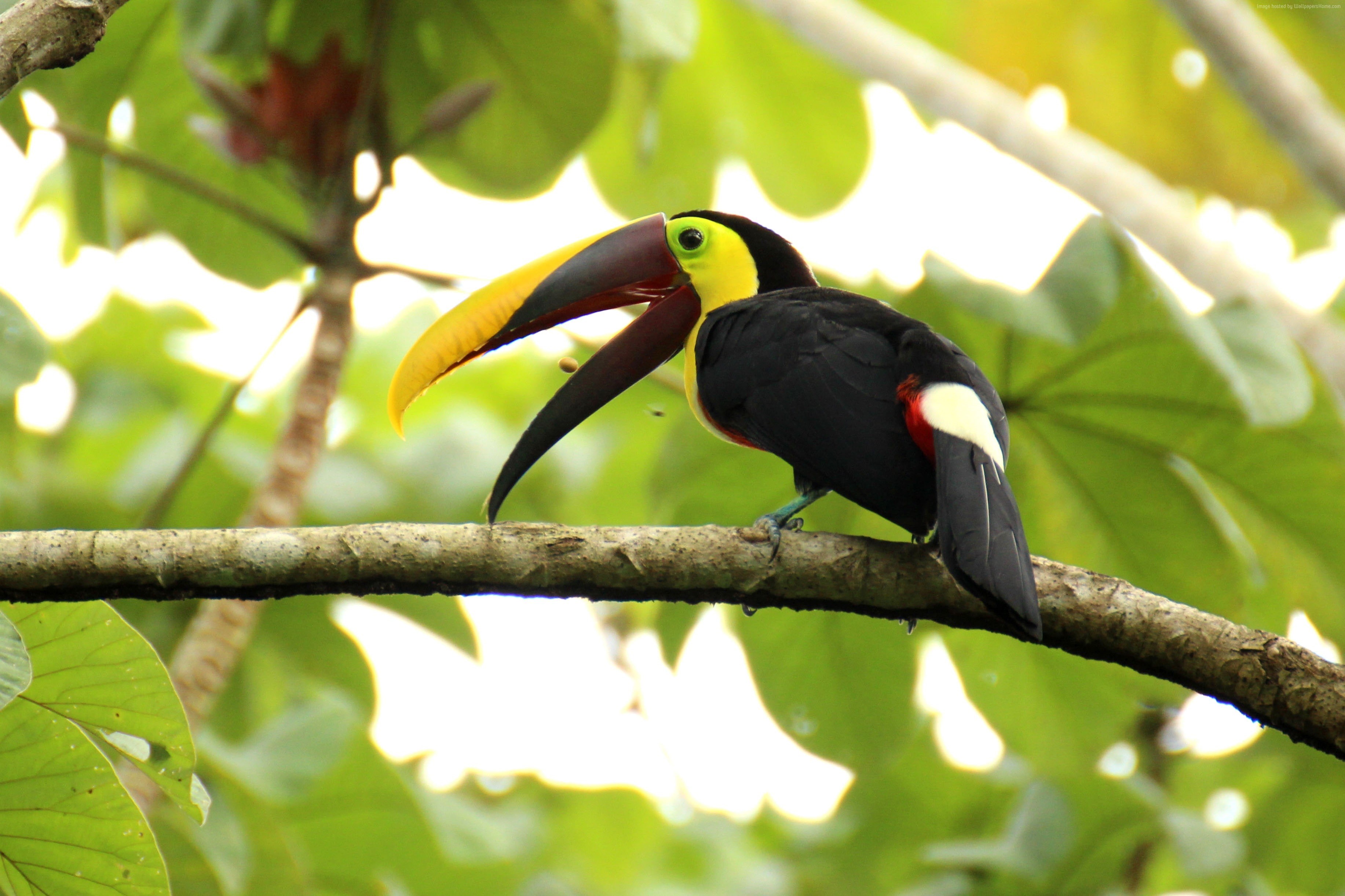 bird, Toucan, 4K, 2K HD Wallpaper