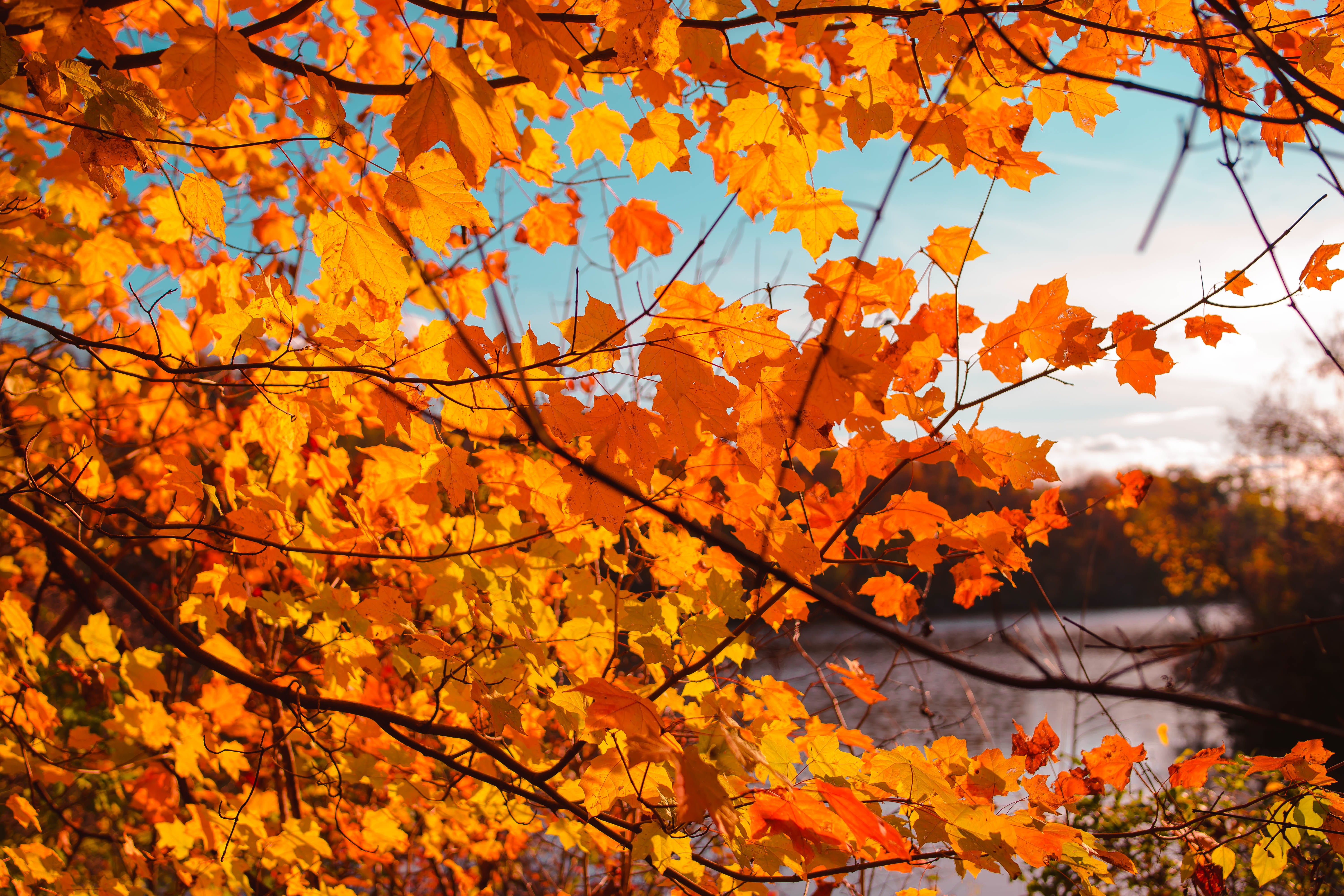 lake, orange, exploration, change, maple leaf, plant, maple tree, leaf ...