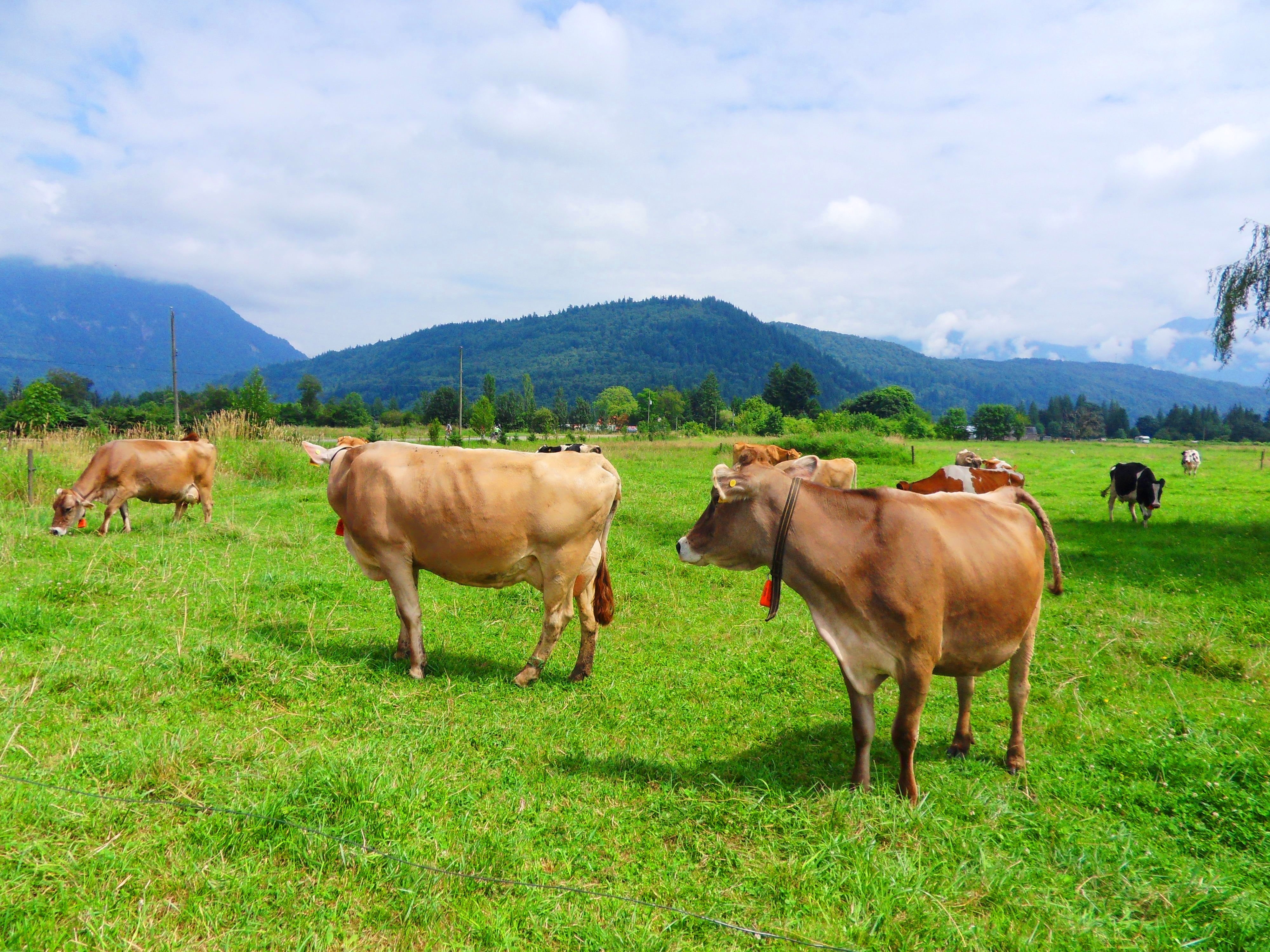 «GRAZING» HD wallpapers