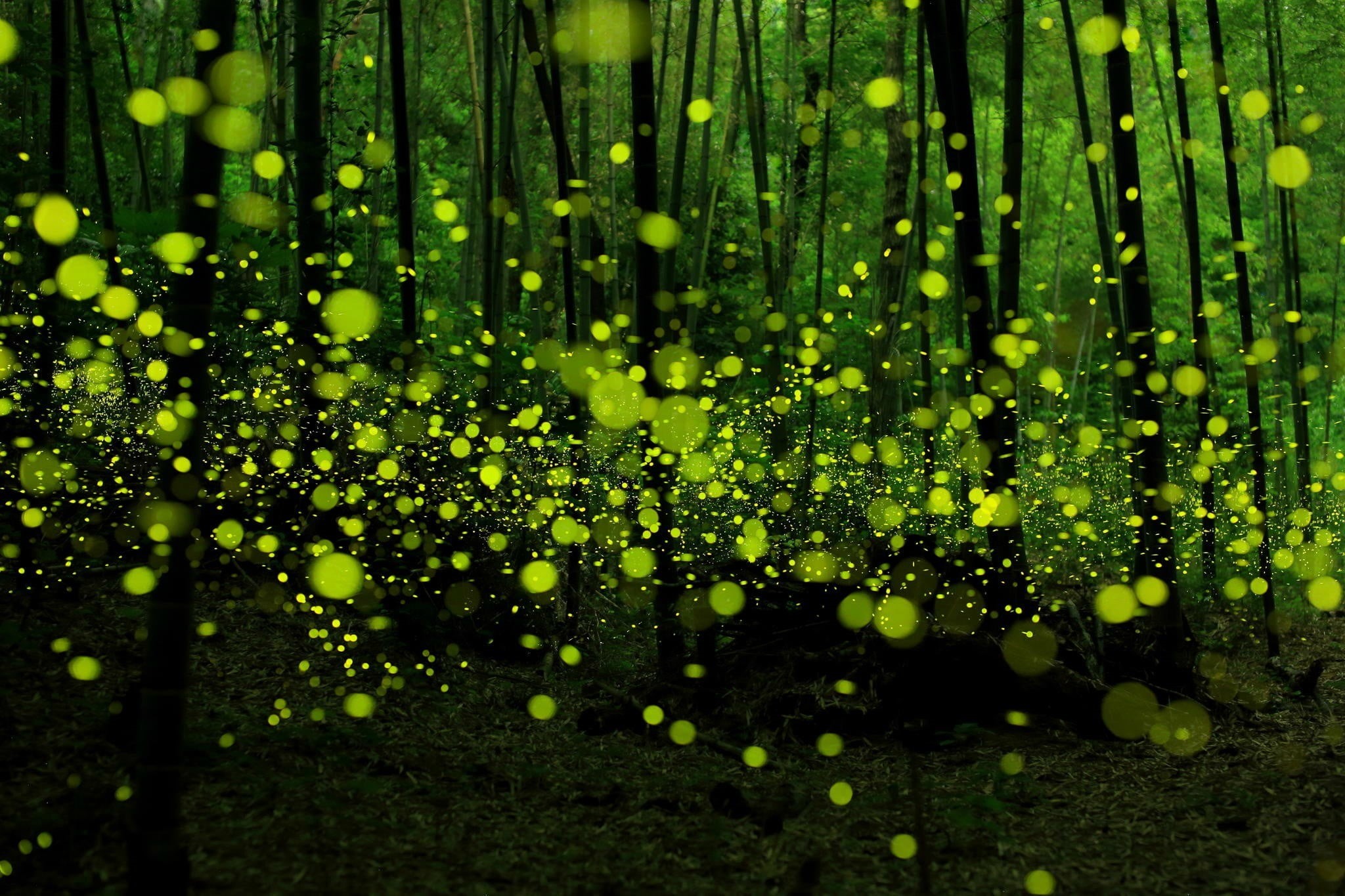 wet, forest, outdoors, freshness, bokeh, green, fireflies, water, close ...