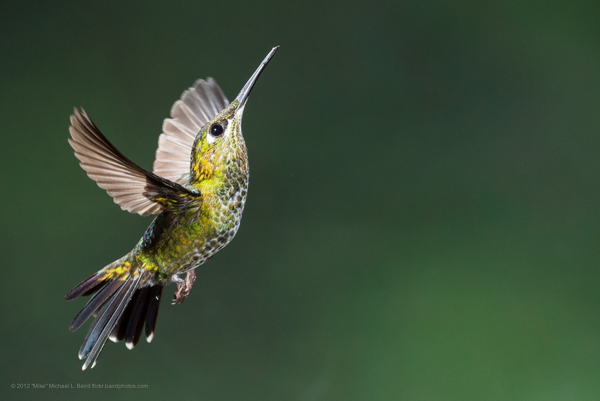 animals in the wild, 720P, green, animal themes, day, vertebrate ...
