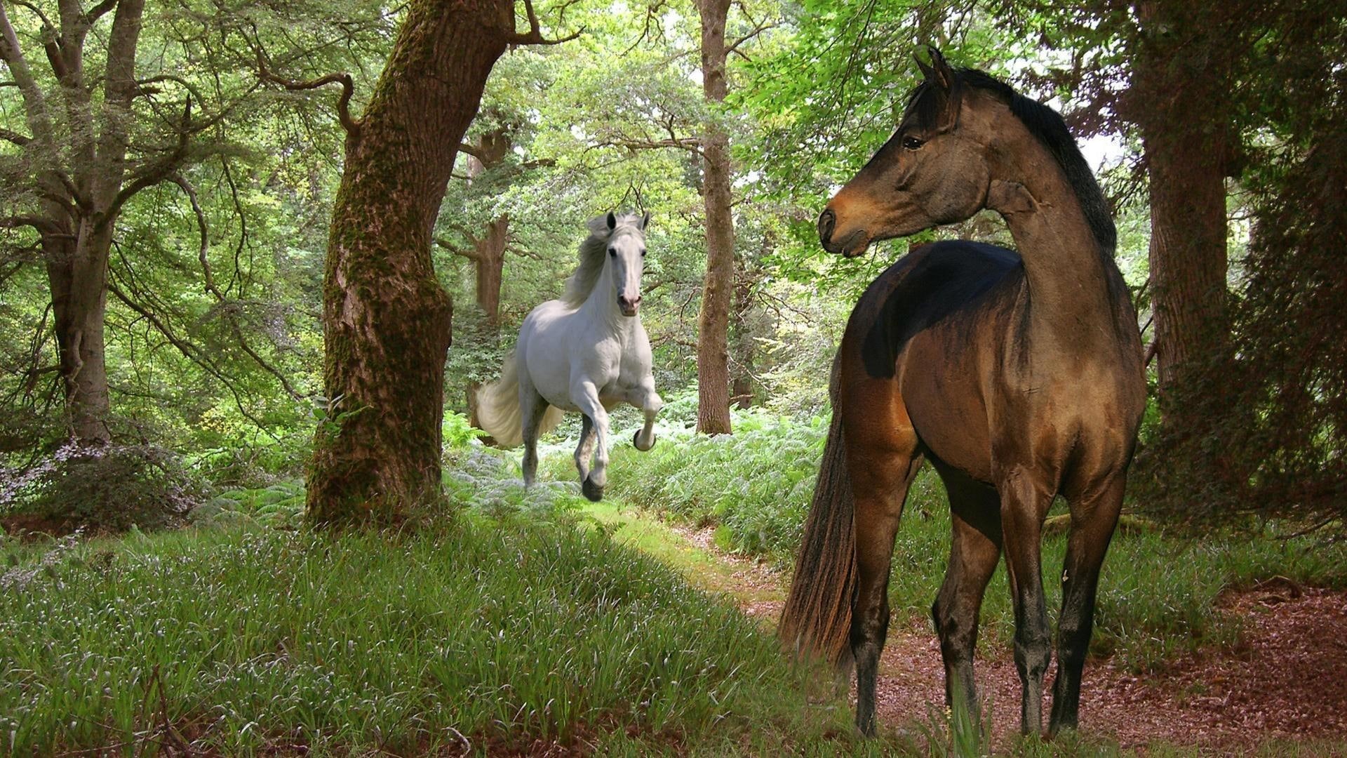 romantic, trees, forest, white horse, 1080P, horses, running, path HD ...
