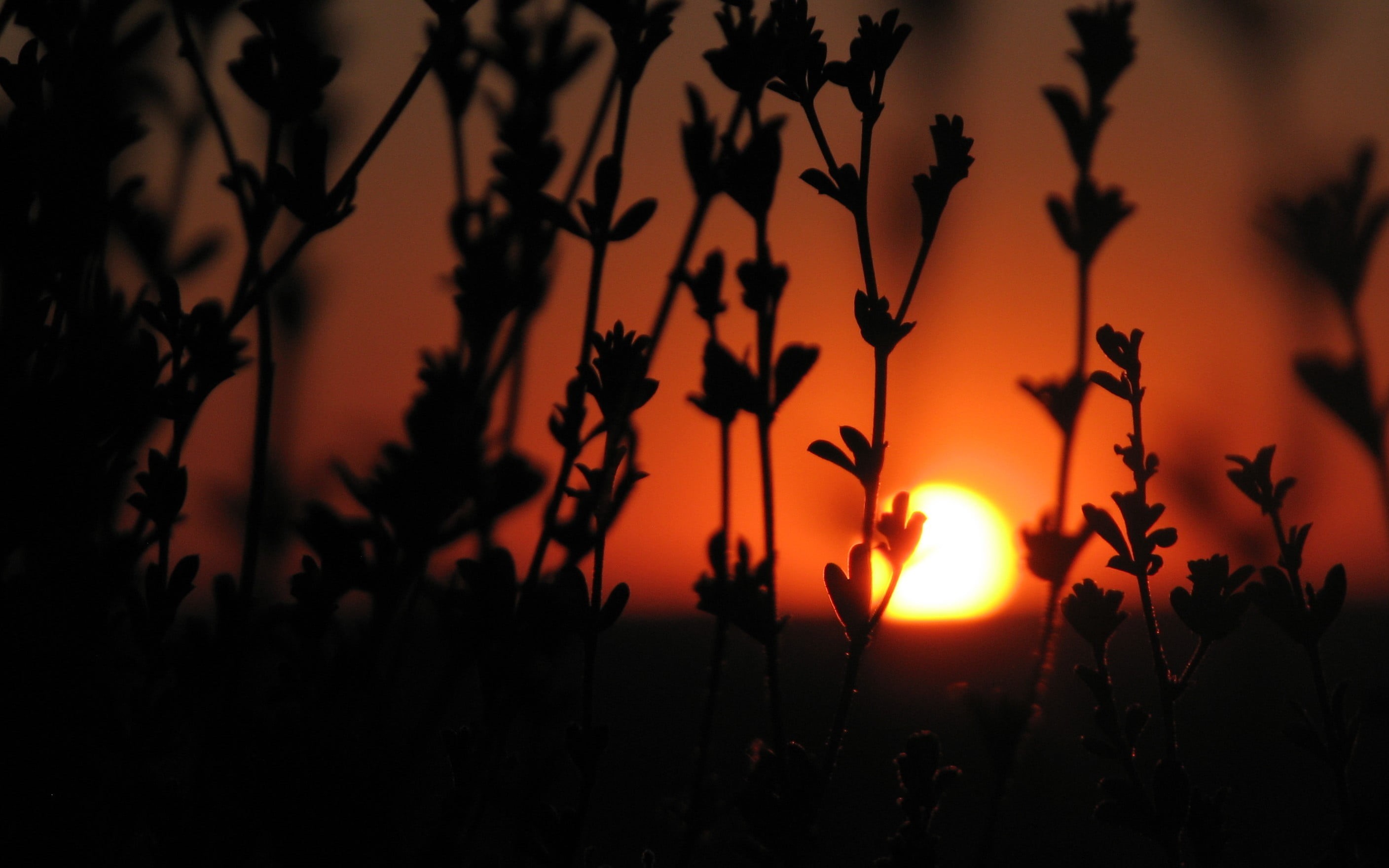plants, lens flare, idyllic, growth, land, scenics - nature, orange ...