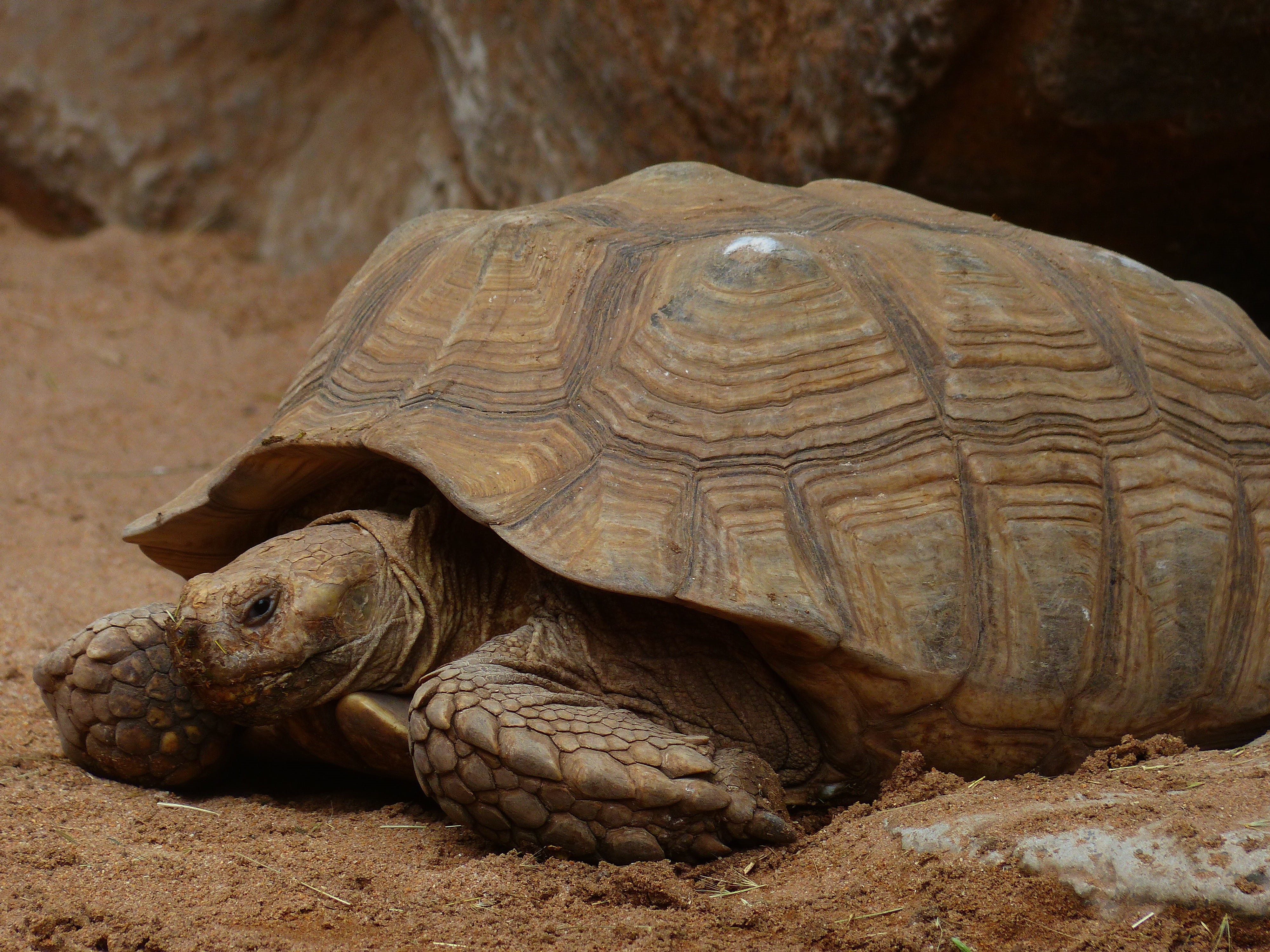 close-up, solid, one animal, slow, tortoise shell, shell, armored ...