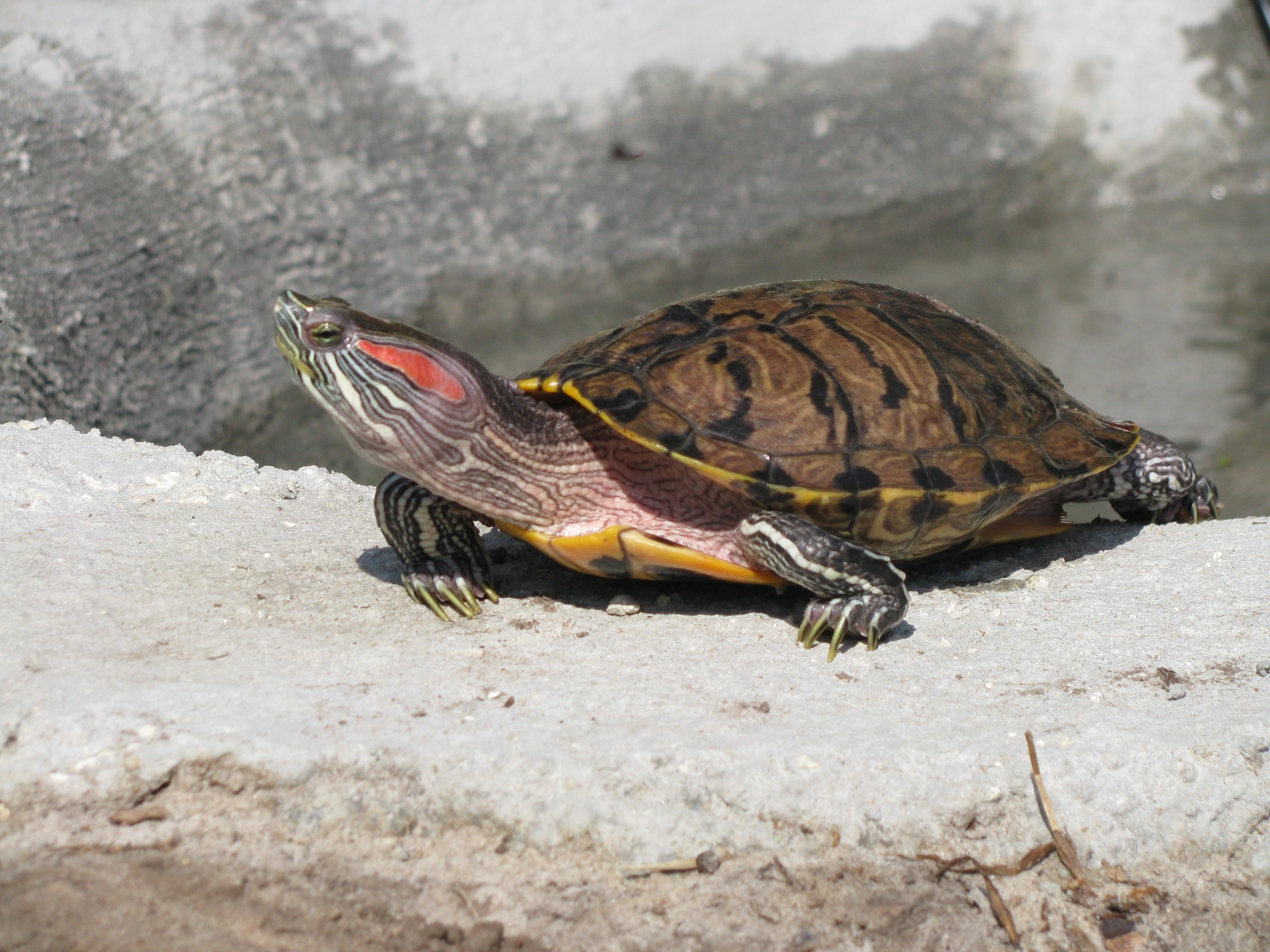 «BASKING» HD wallpapers