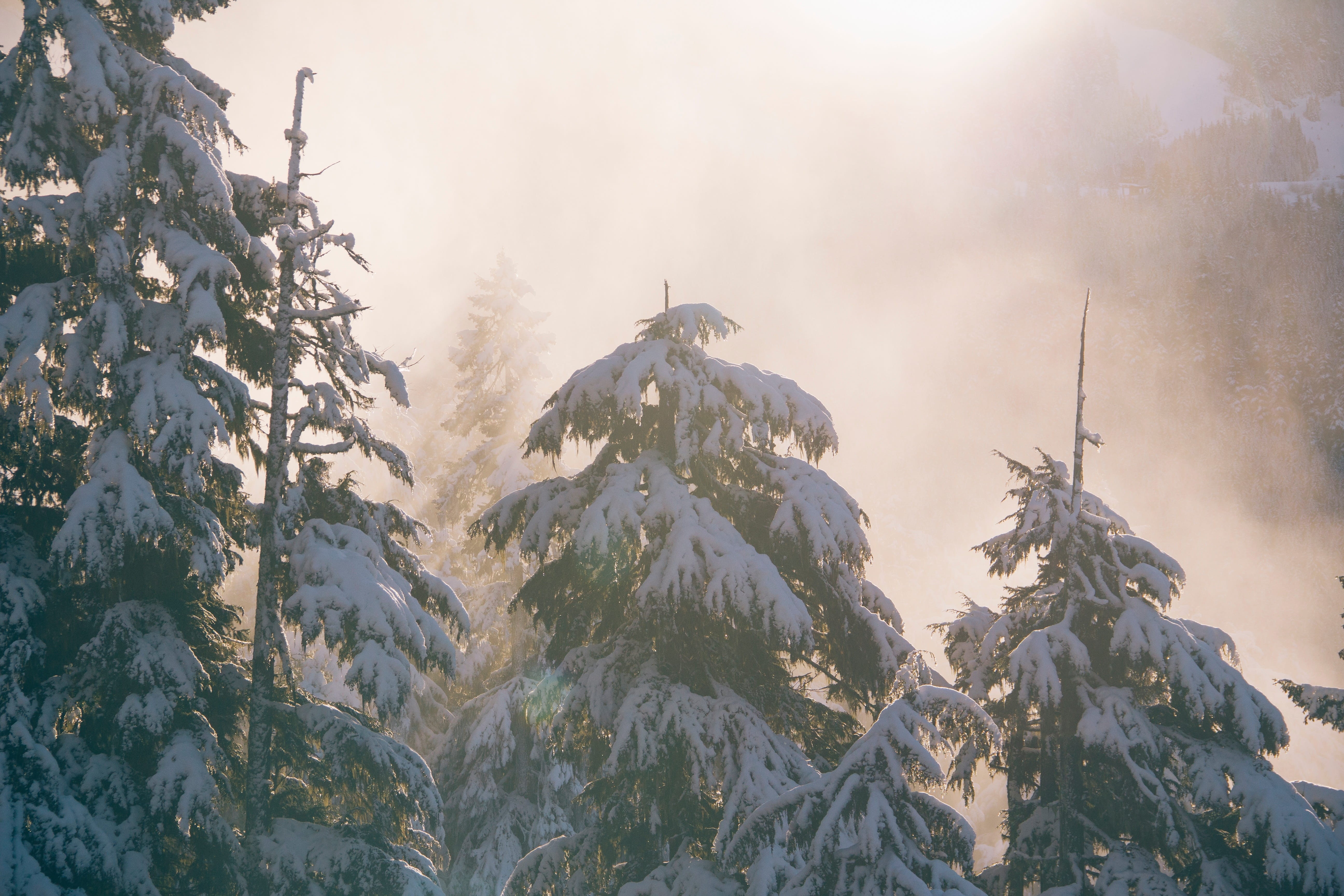fir, beauty in nature, forest, spruce, nature, pine, mountain peak, fog ...