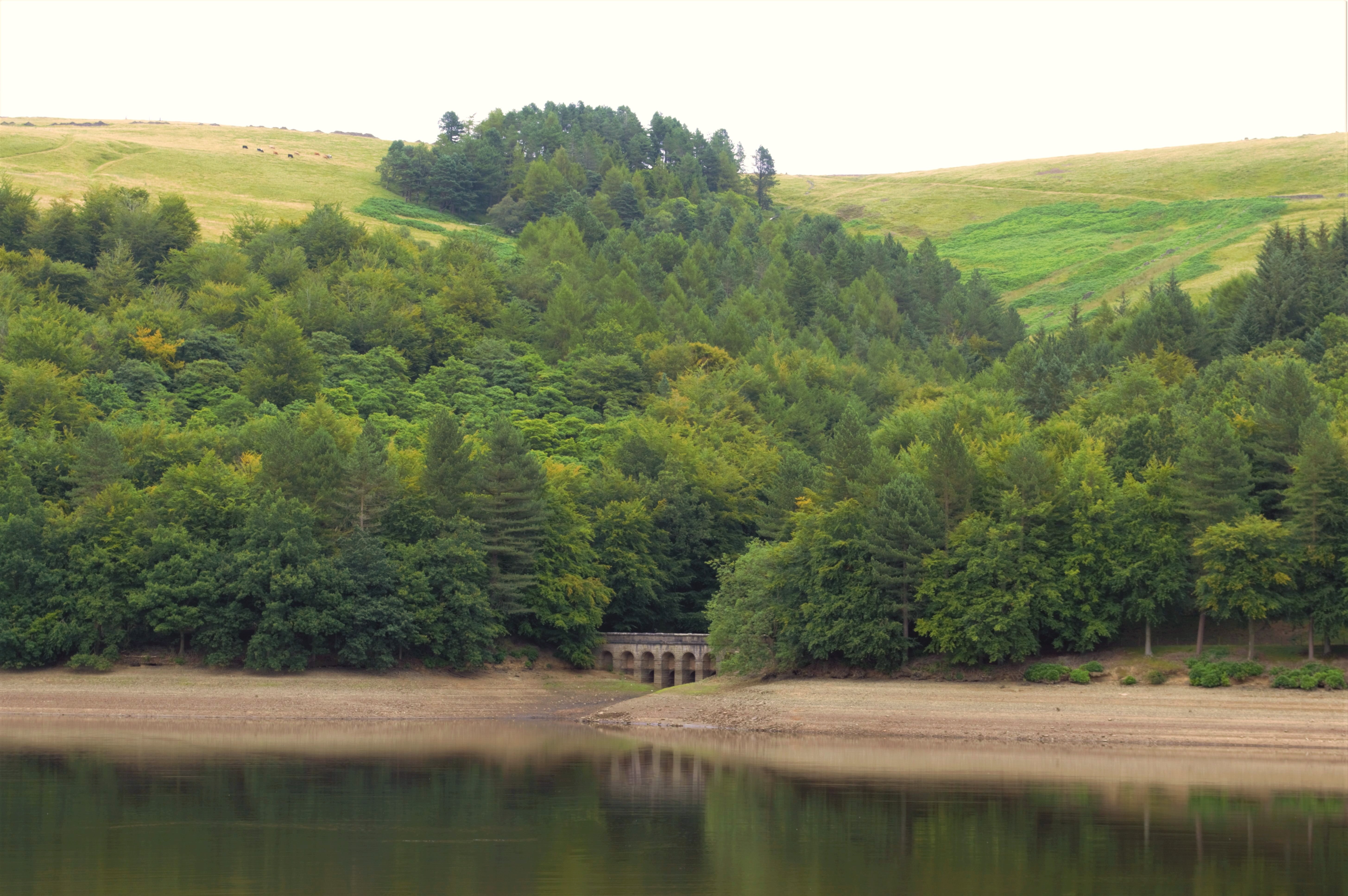 nature, ladybower reservoir, tree, scenics - nature, land, reflection ...