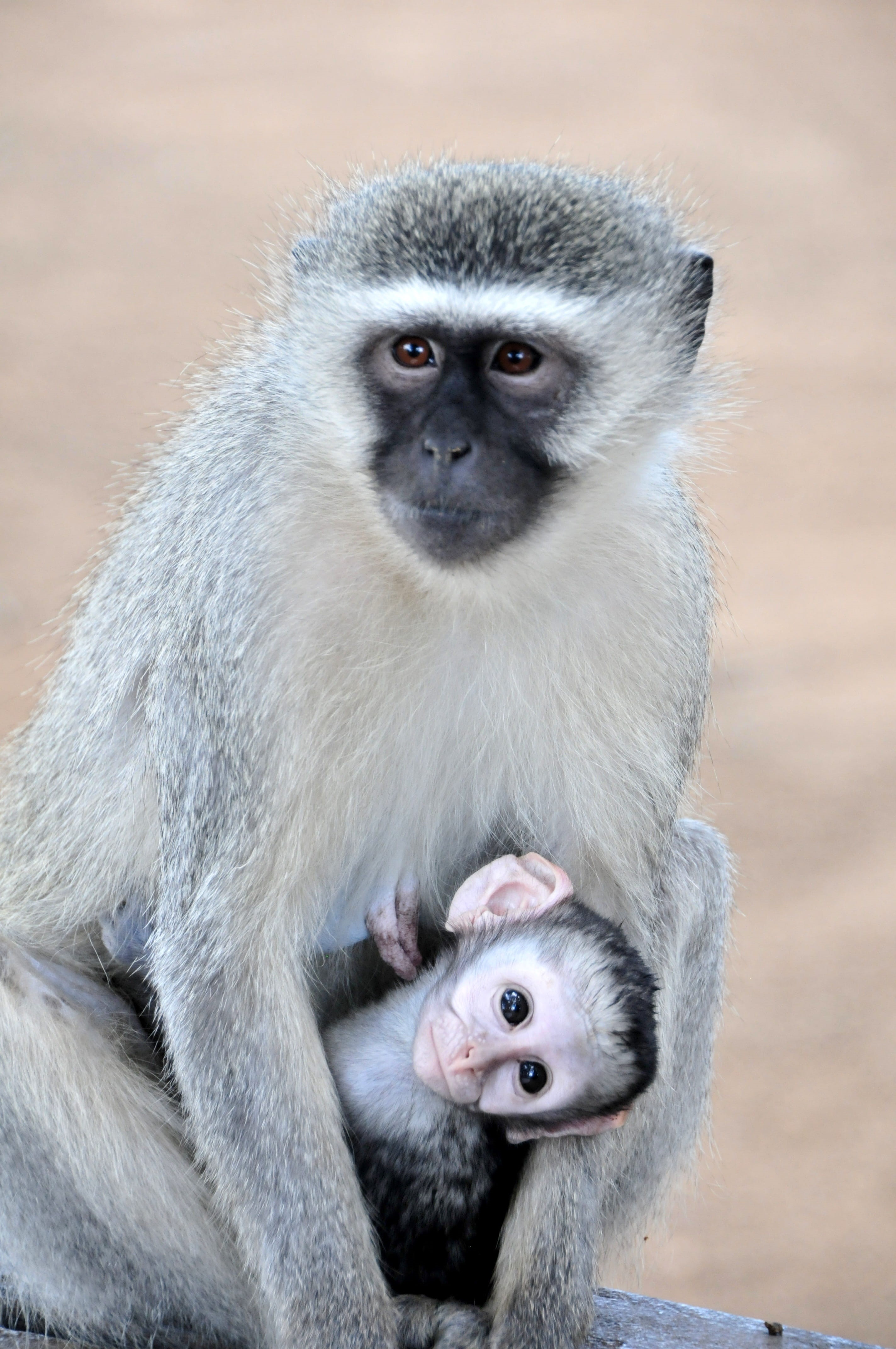 young, animal themes, ape, mammals, group of animals, togetherness ...