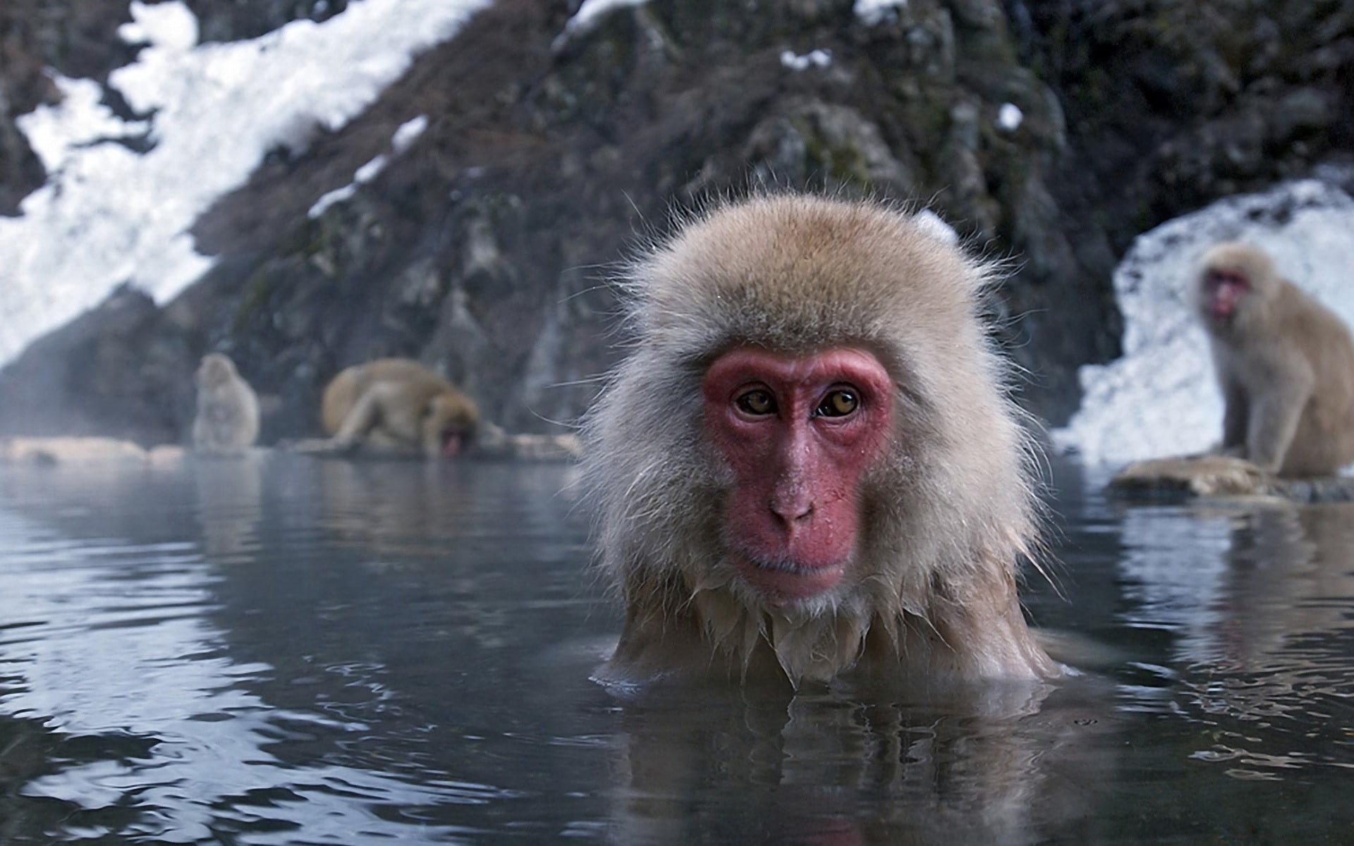 Animal, Japanese Macaque, 1080P, Macaque, Monkeys, Japan, Water HD ...