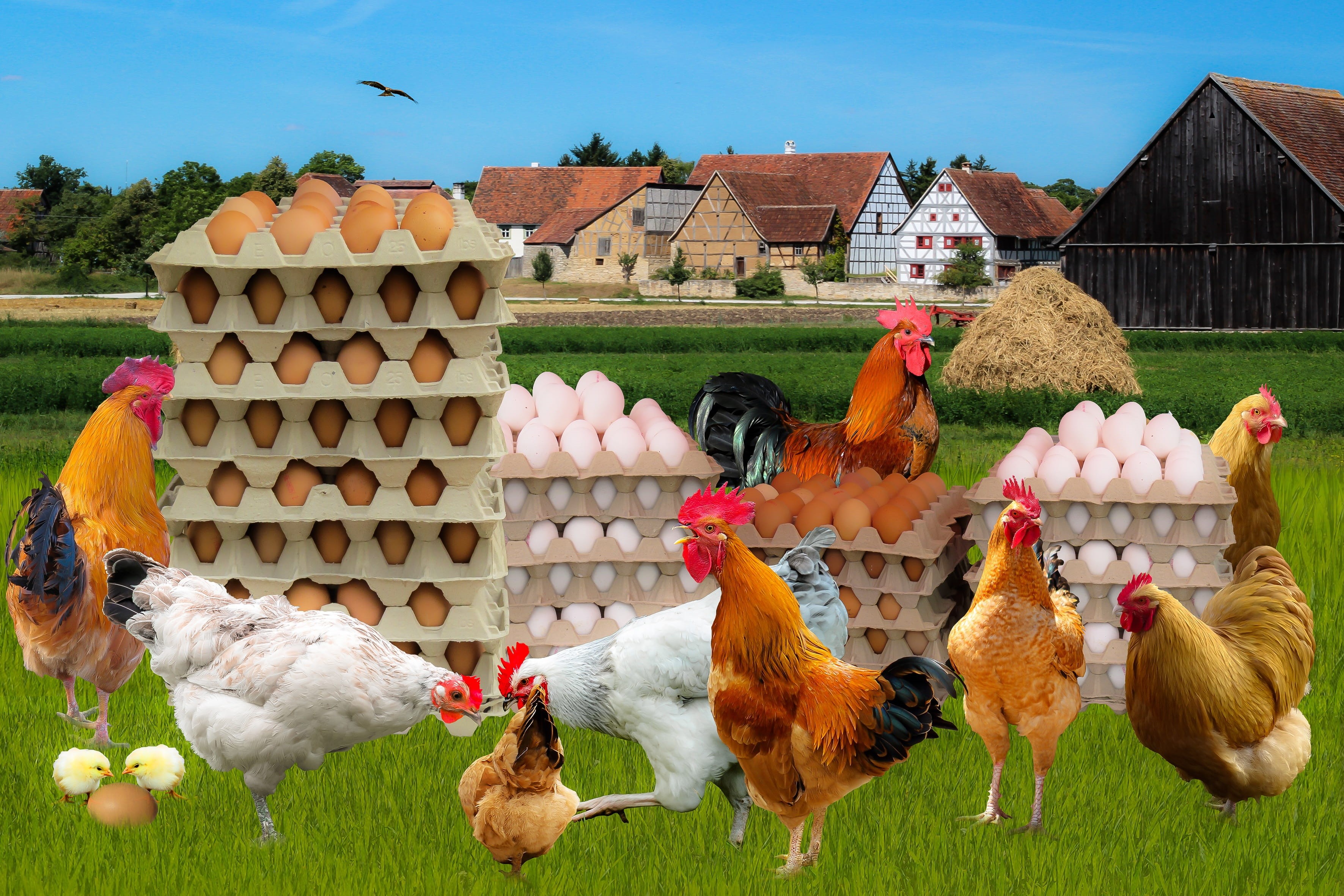breed, chicken, group of animals, oval, Chicken Eggs, breeding, 2K ...
