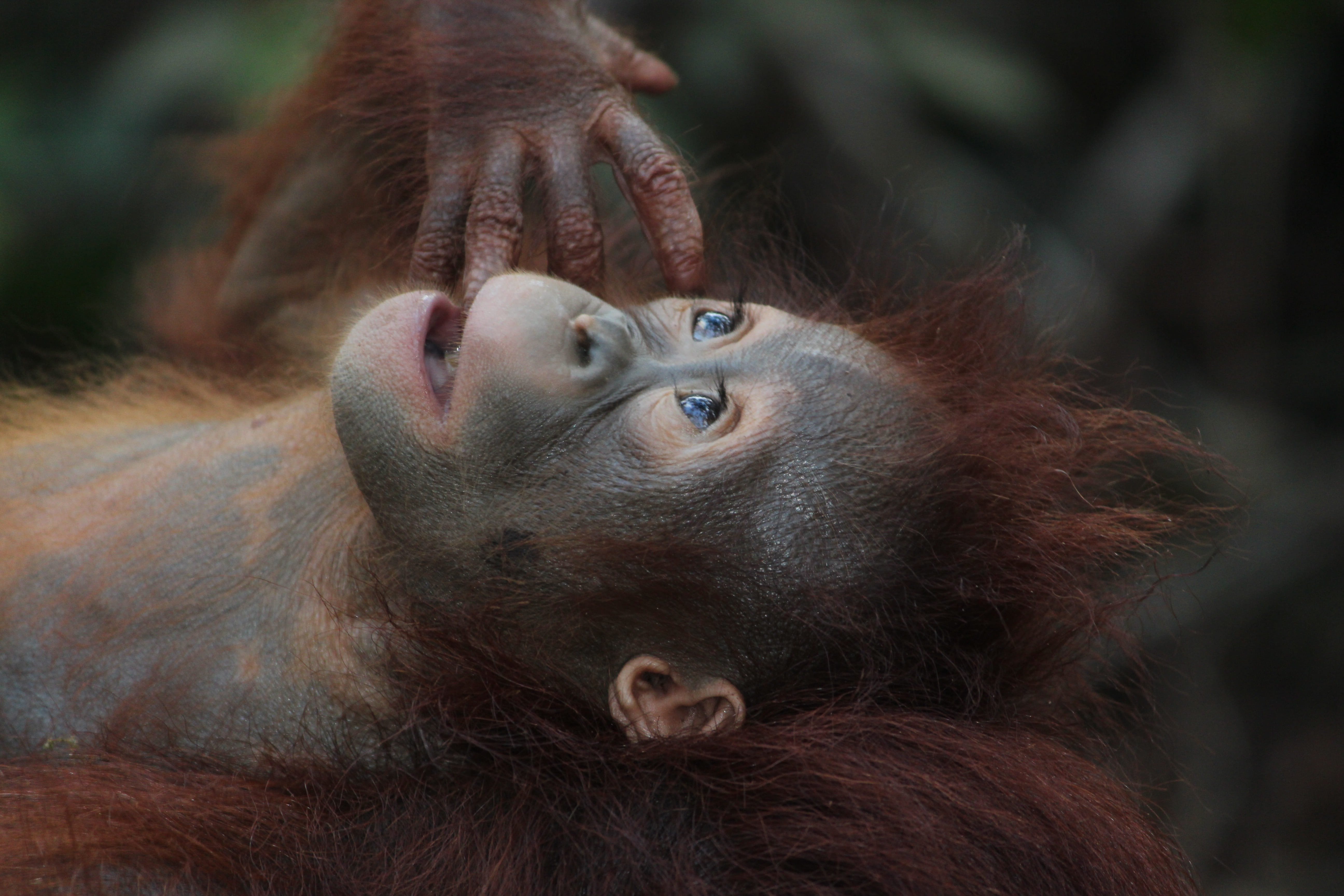 one animal, care, focus on foreground, animals in the wild, animal body ...