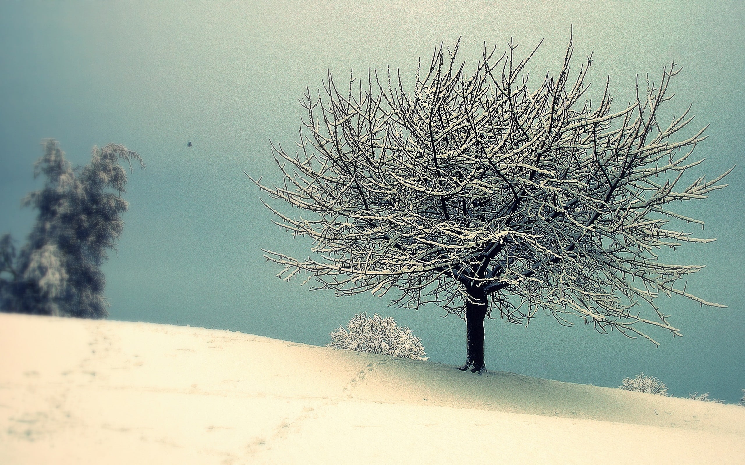 land, isolated, tranquility, 2K, field, dead plant, non-urban scene ...