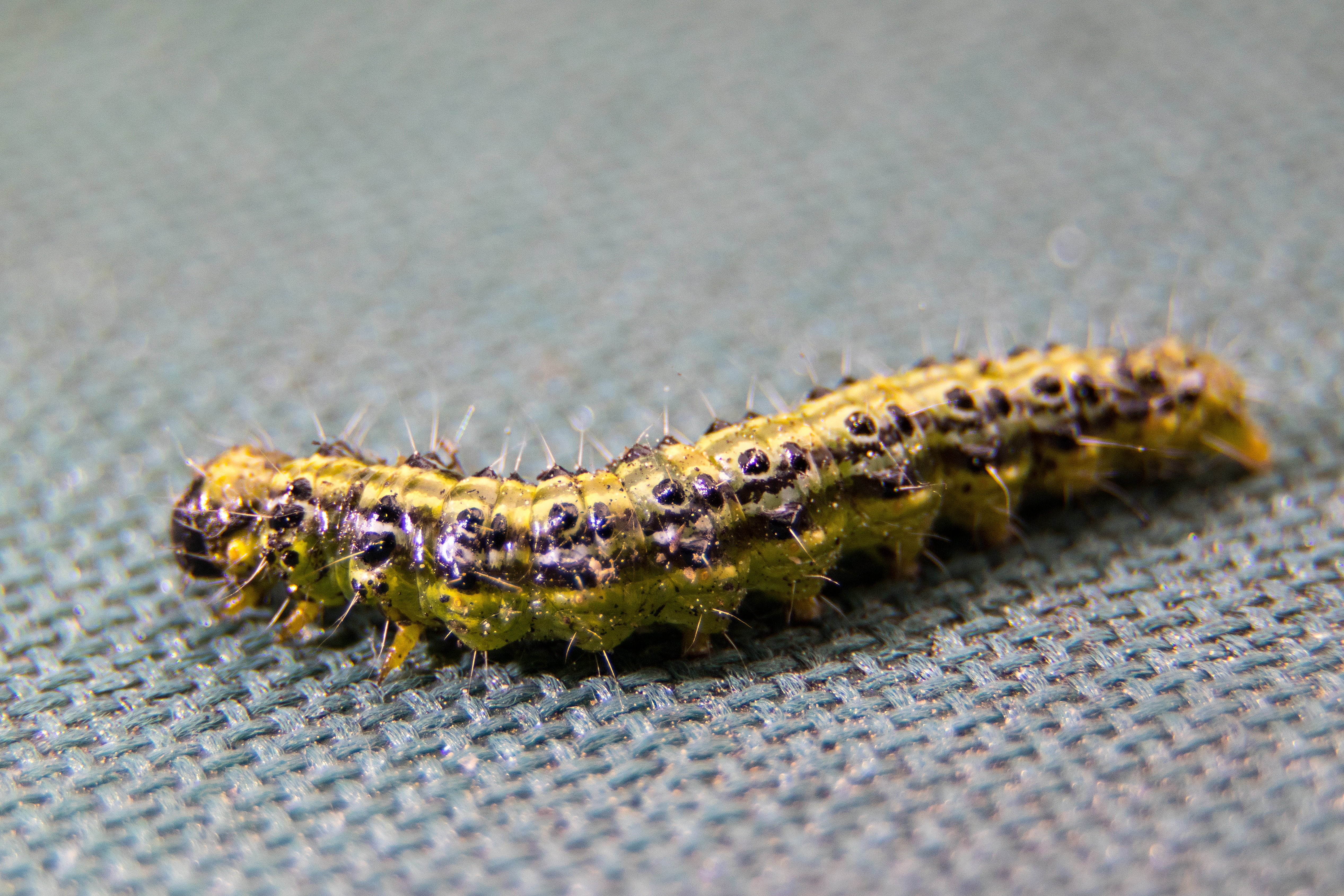 «BOXWOOD BORER» HD wallpapers