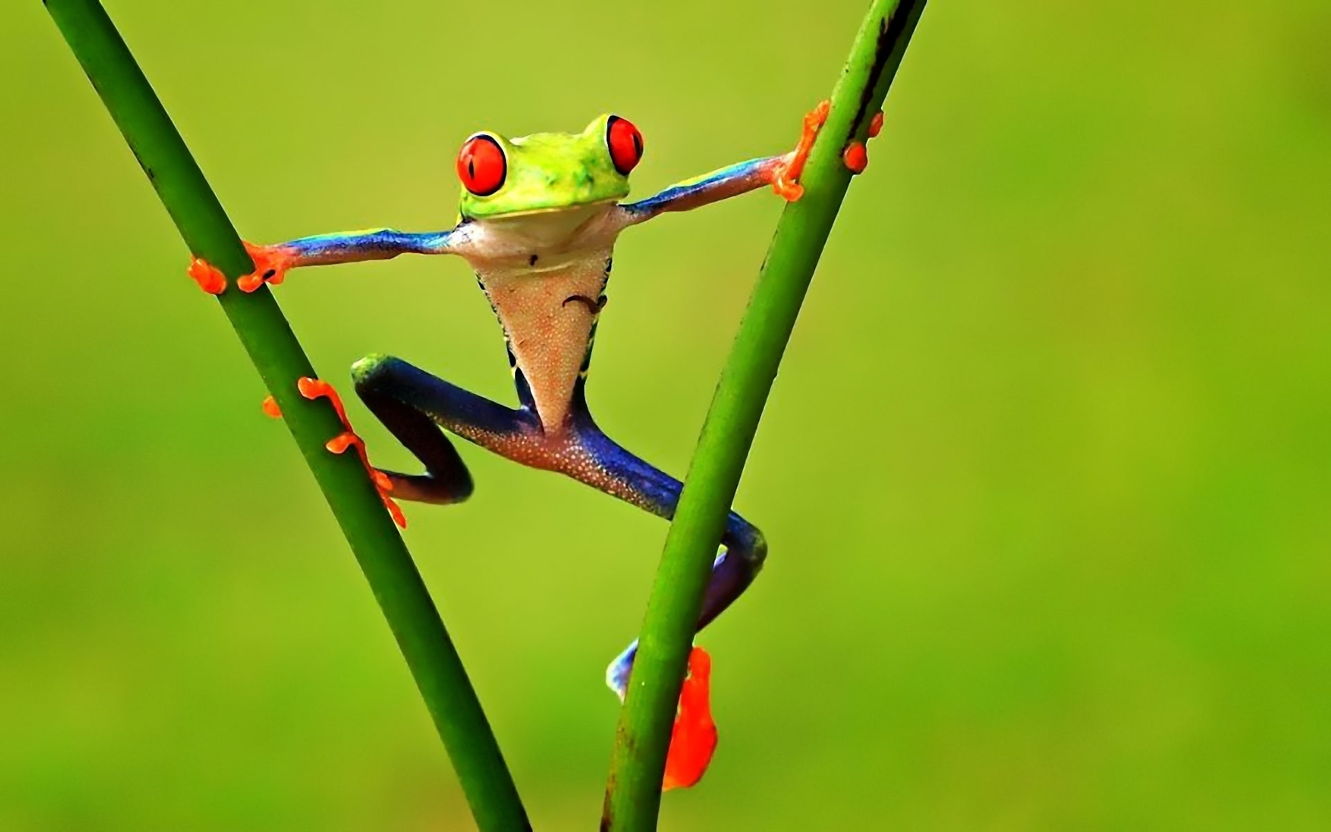 frog, funny, frog pics, 1080P, colorful, hi res HD Wallpaper
