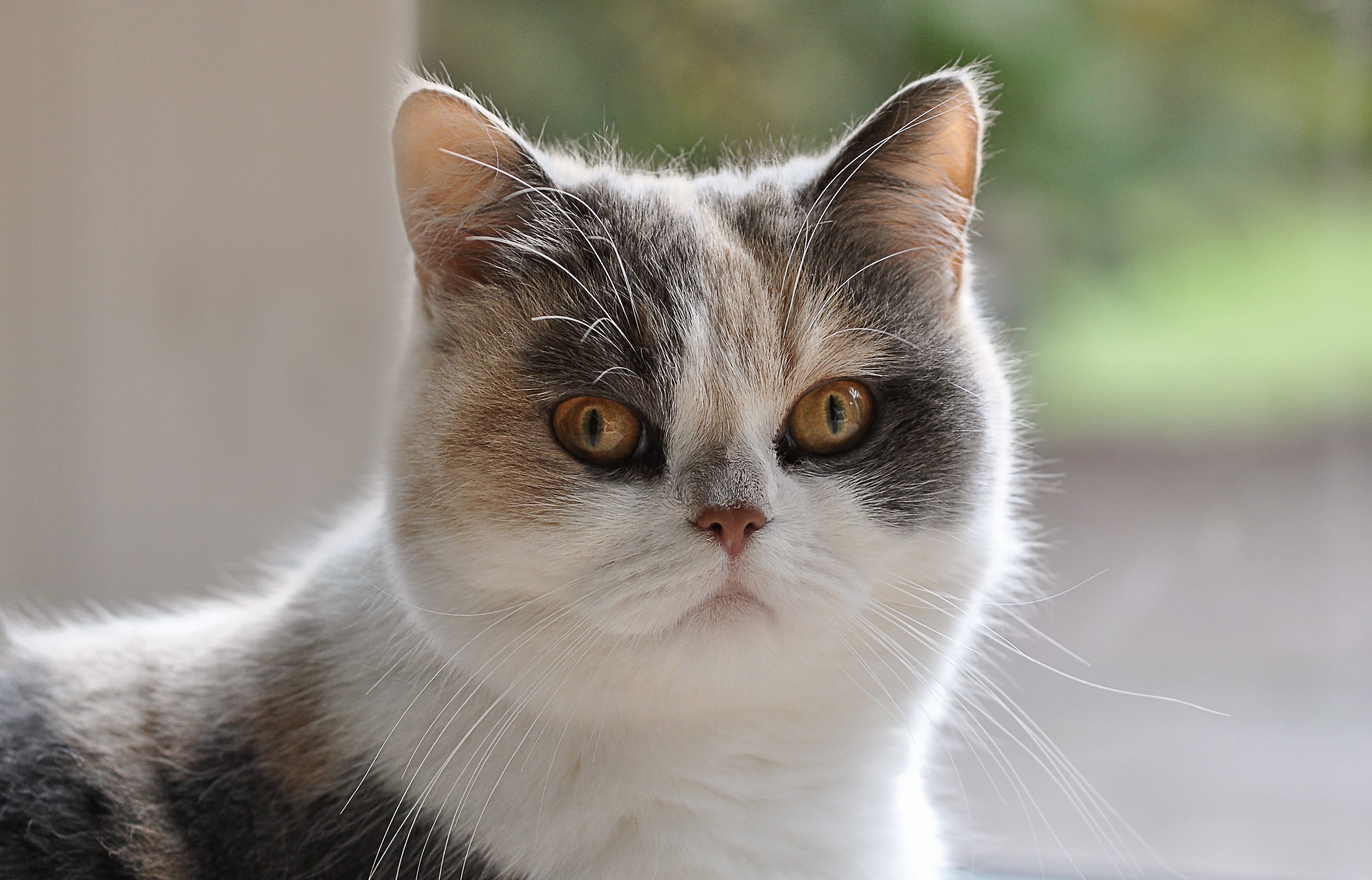 «persian mongrel» HD Wallpapers