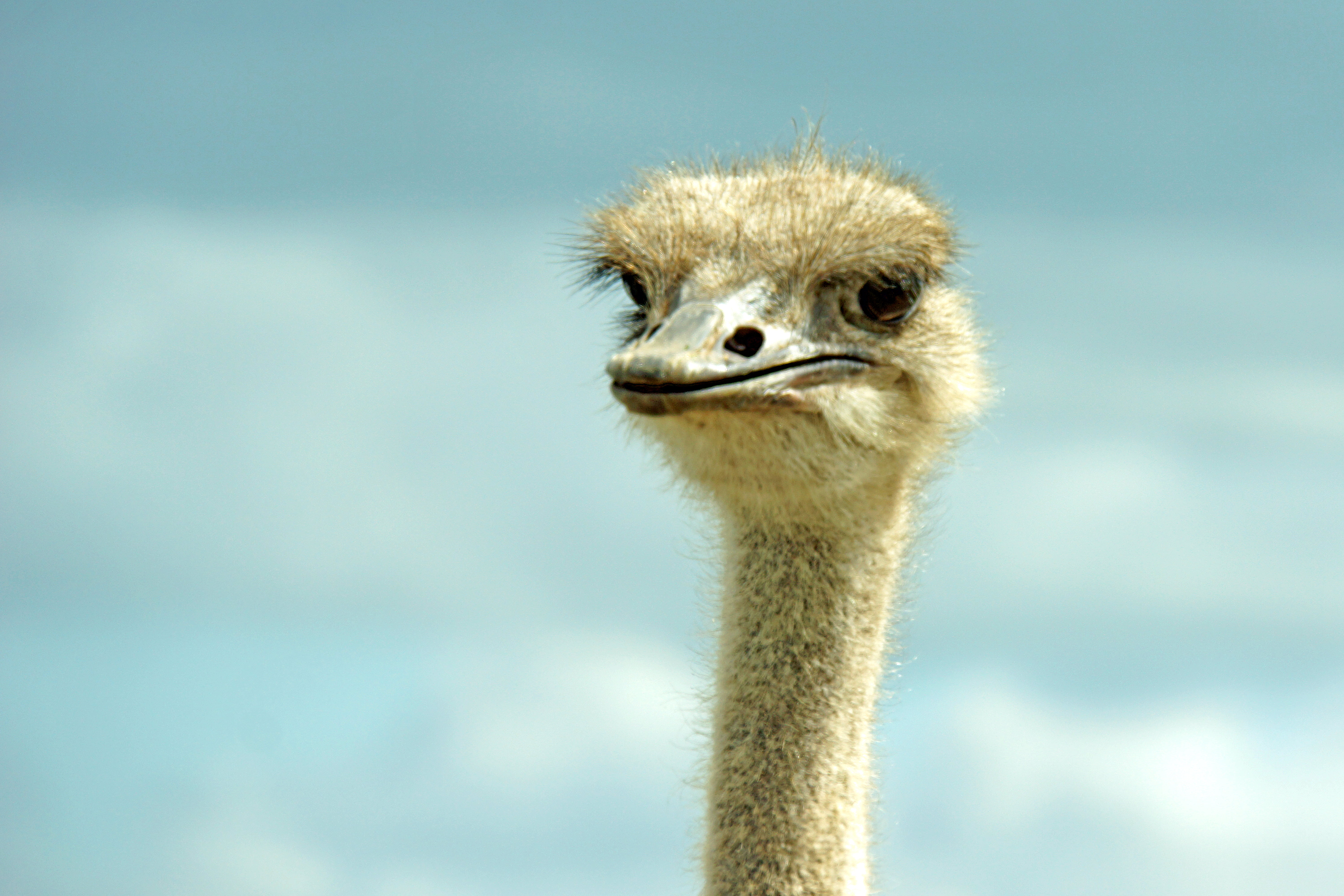 «emu» HD Wallpapers
