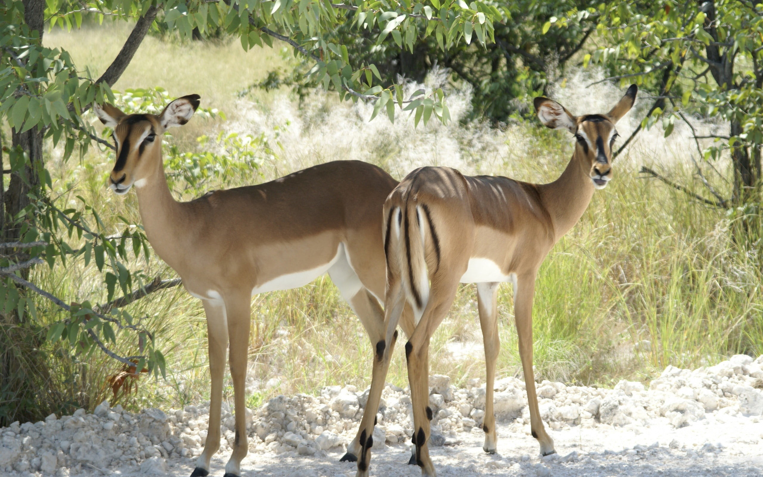 two, deer, wild Animals, wildlife Reserve, deers, two animals, horned ...