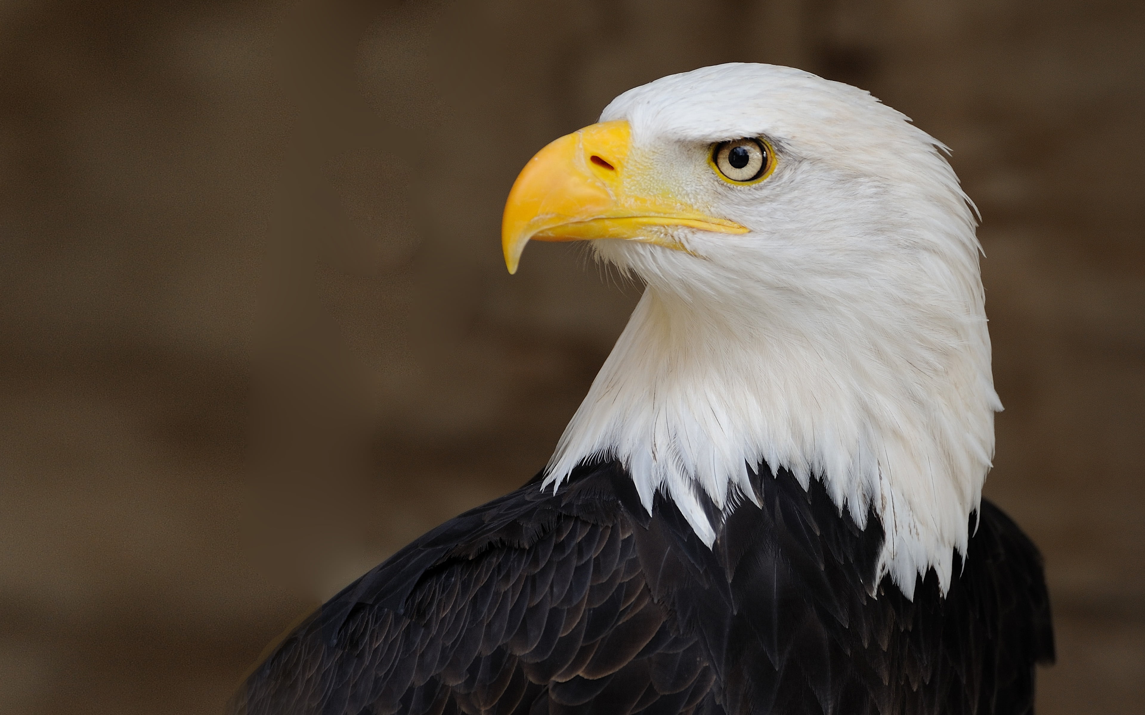 hd, yellow, looking, eagle - bird, widescreen, animal eye, eagle, bald ...