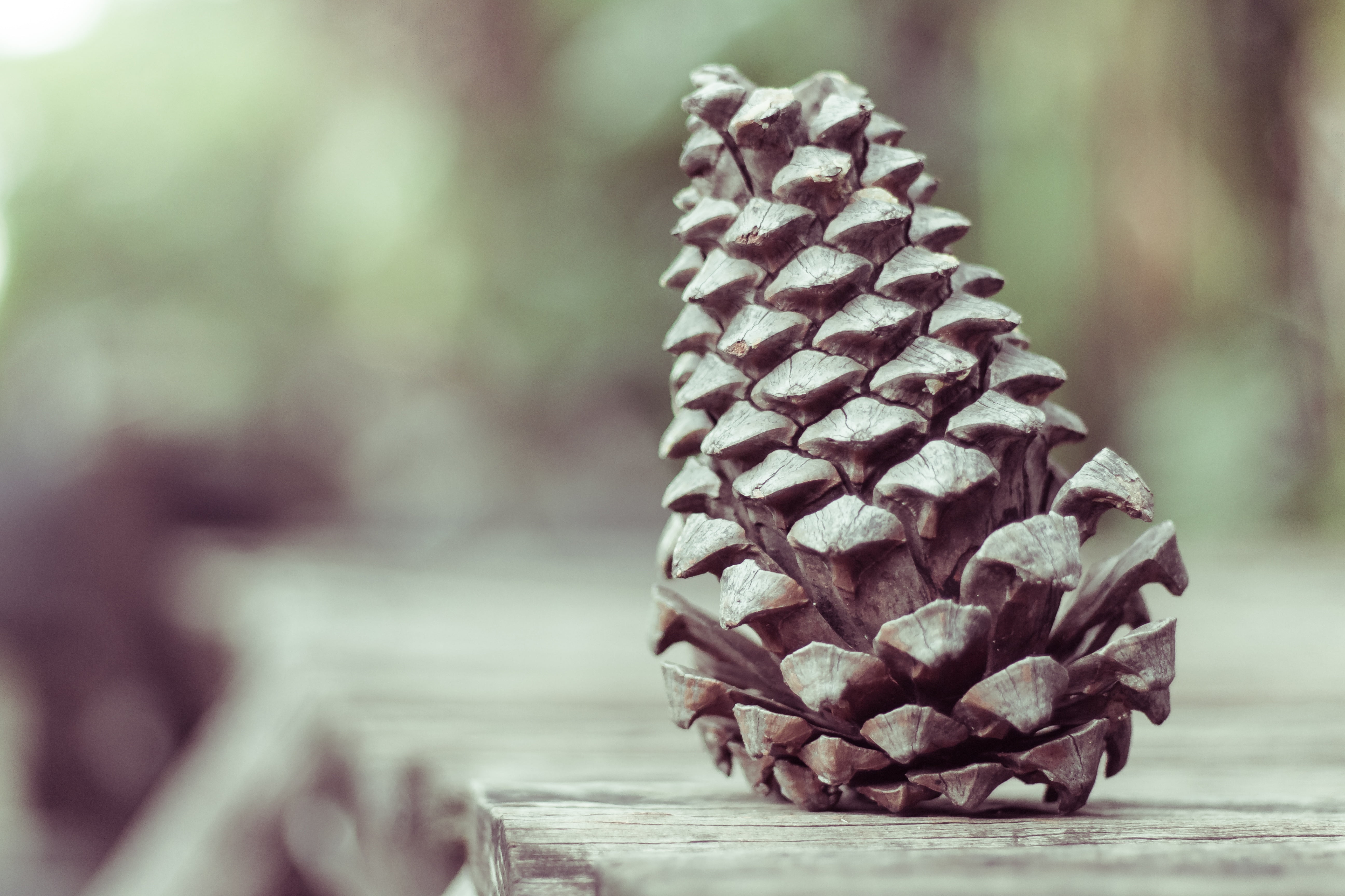 «pinaceae» HD Wallpapers