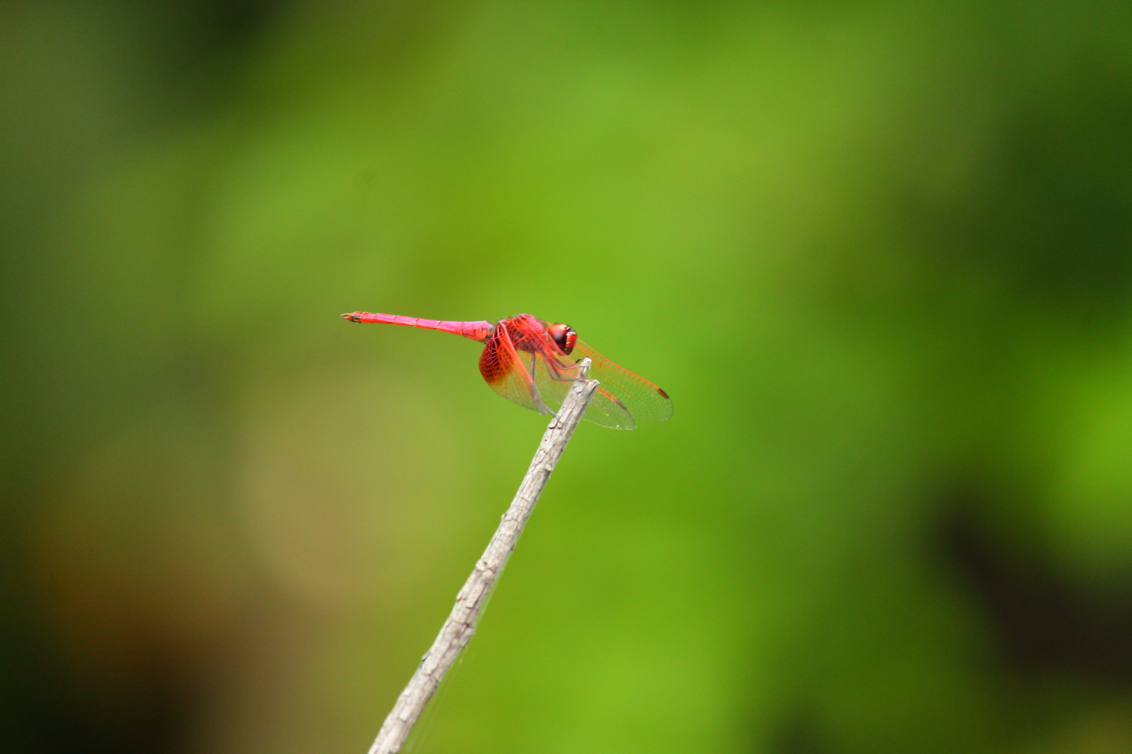 red, dragonflies, close-up, plant, animals in the wild, 4K, day, animal ...