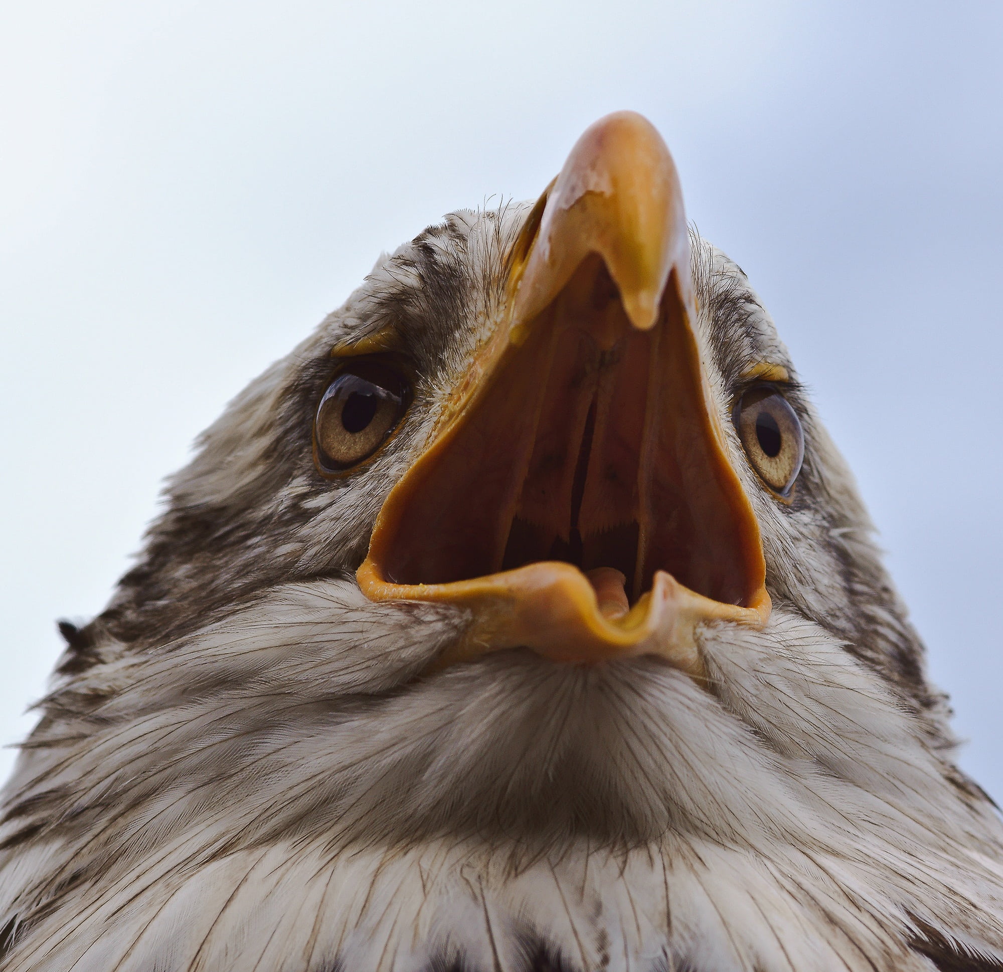 feather, bill, mouth open, falconry, plumage, face, majestic, animals ...