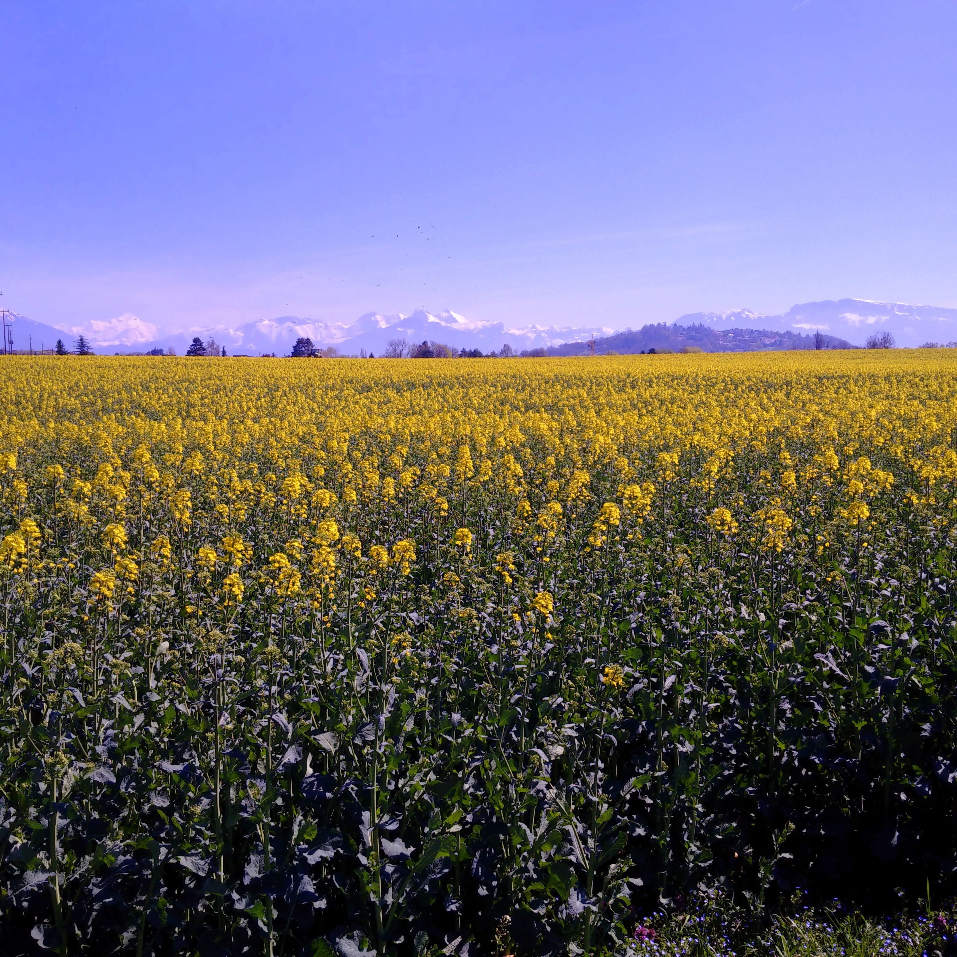 «RAPESEED» HD wallpapers